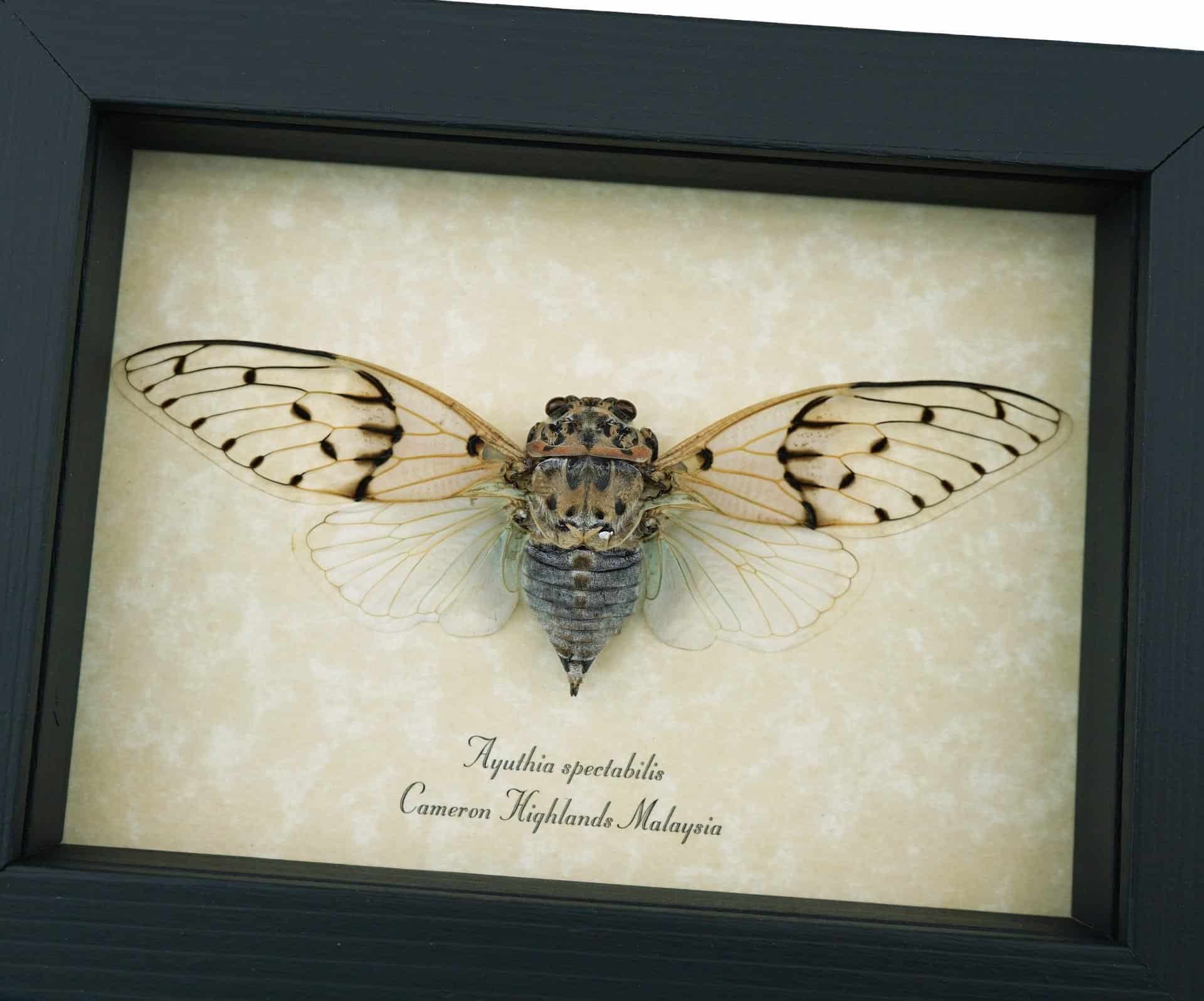 White Ghost Cicada Ayuthia spectabilis - Framed Taxidermy