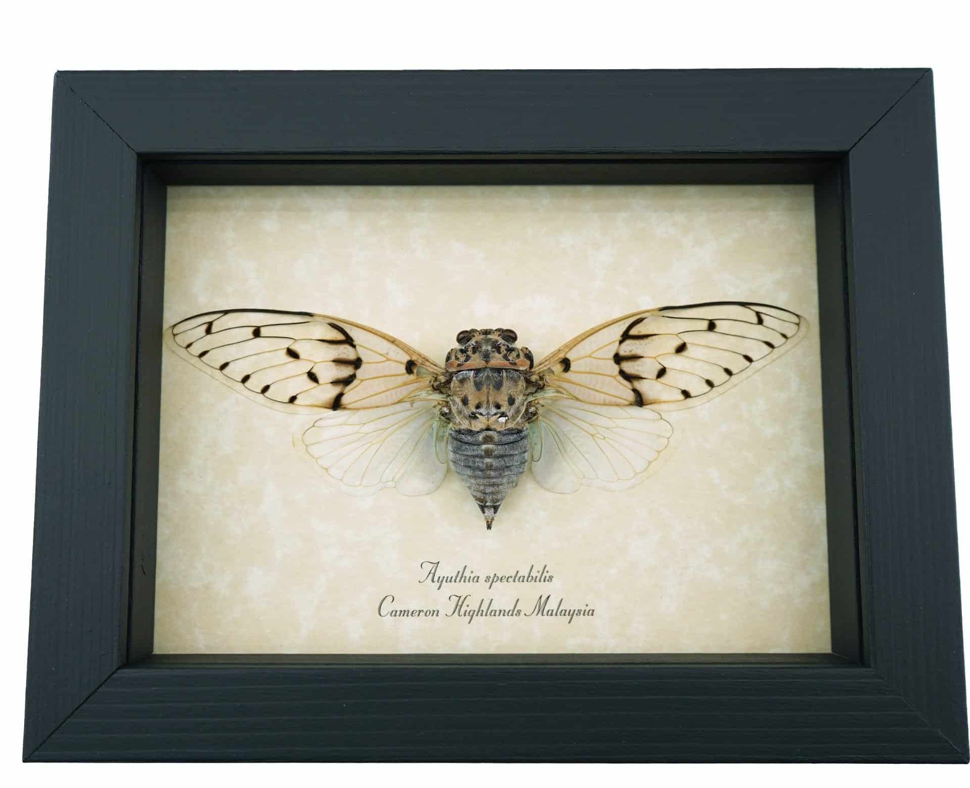 White Ghost Cicada Ayuthia spectabilis - Framed Taxidermy