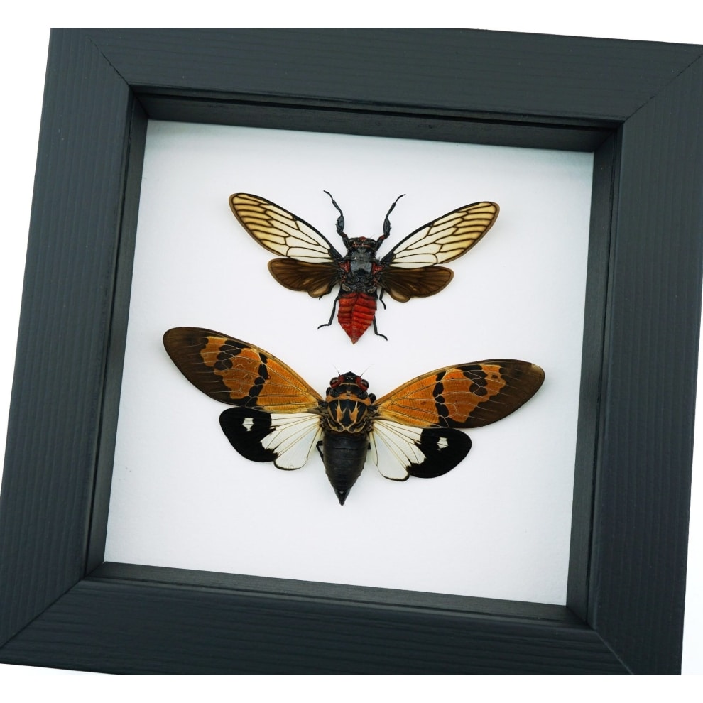 Cicada Set Brown Red Devil Cicadas - Framed Insect Taxidermy