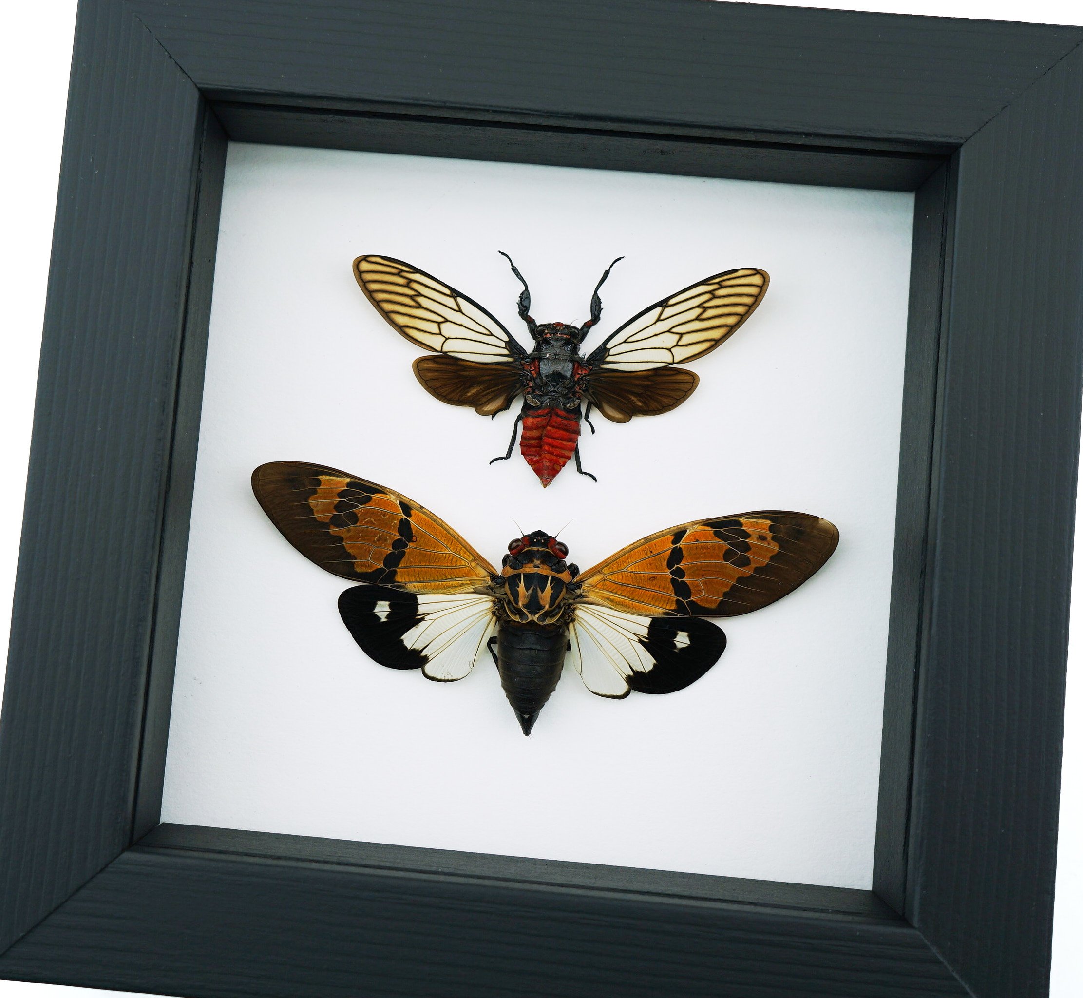 Cicada Set Brown Red Devil Cicadas - Framed Insect Taxidermy