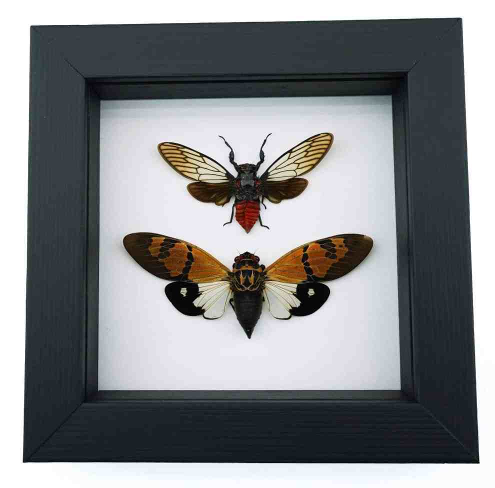Cicada Set Brown Red Devil Cicadas - Framed Insect Taxidermy