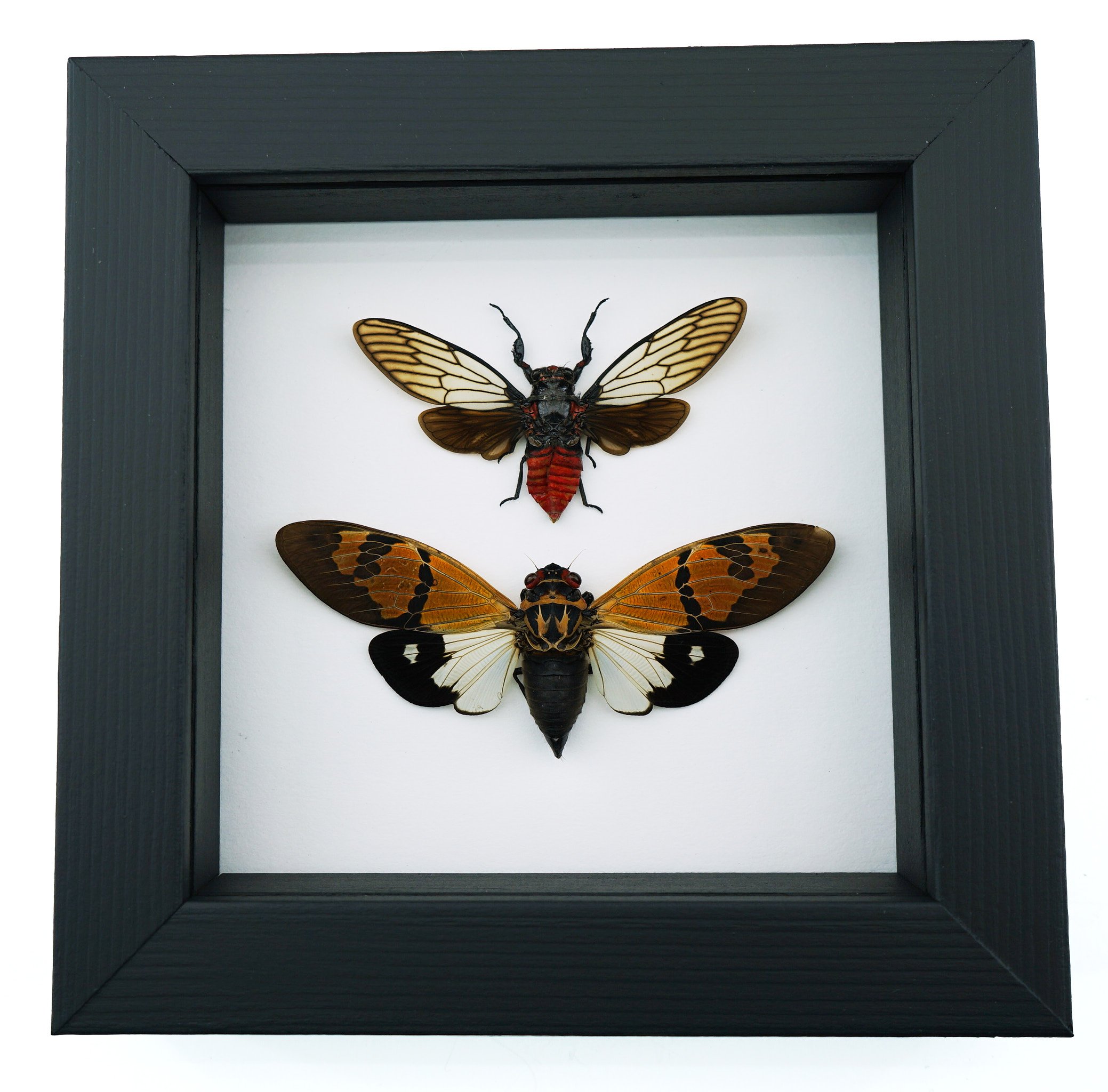 Cicada Set Brown Red Devil Cicadas - Framed Insect Taxidermy