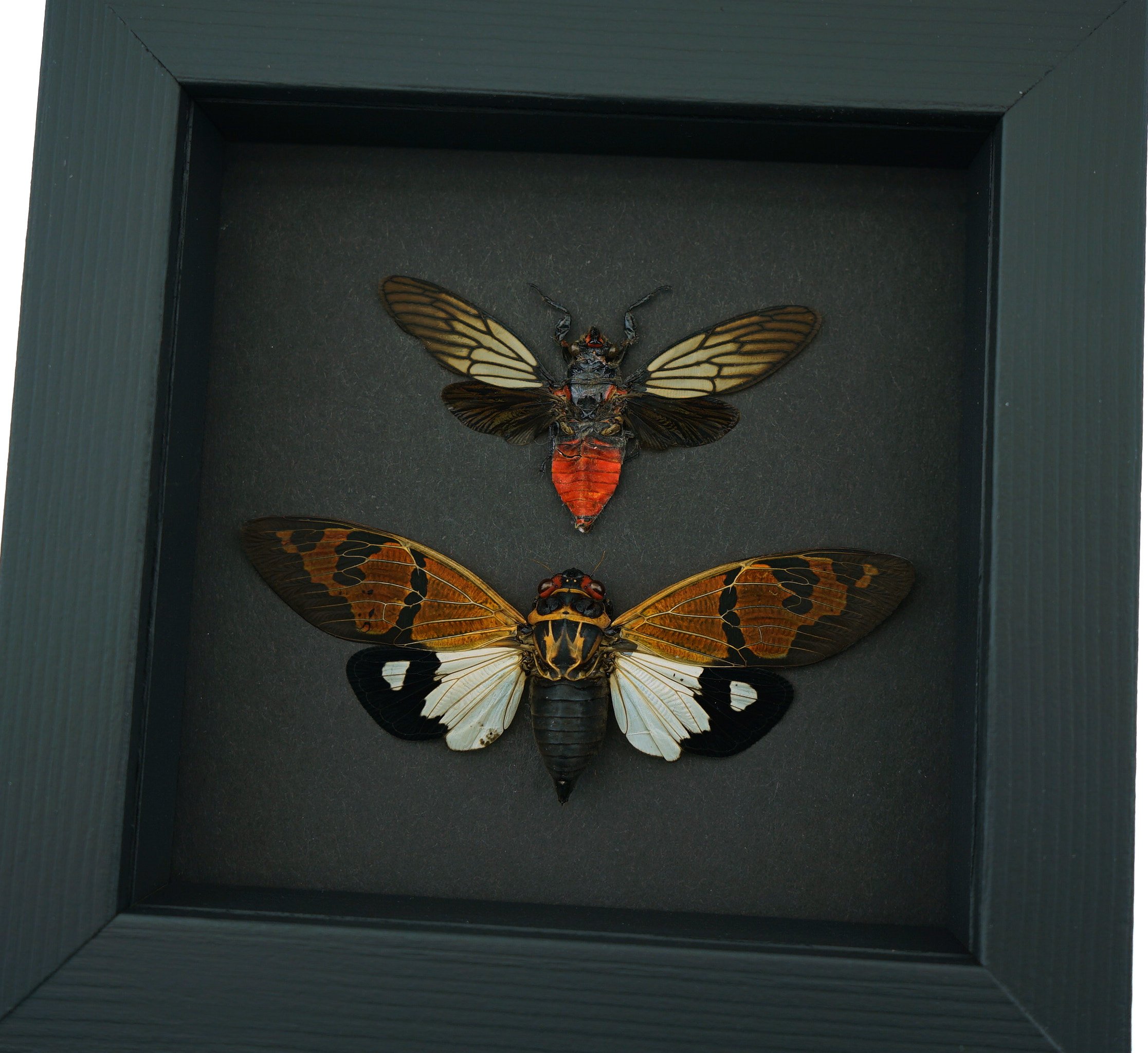 Brown Red Devil Cicada Set - Framed Insect Taxidermy Moonlight