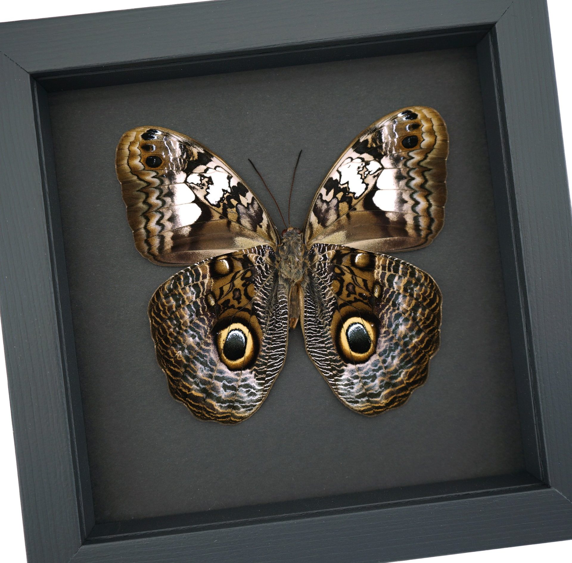 Caligo martia verso Rare Owl mimic- Butterfly Feather Markings