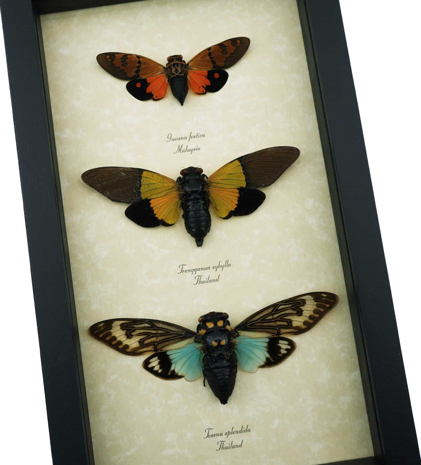 Cicada Collection Colorful Orange Blue Green Cicadas