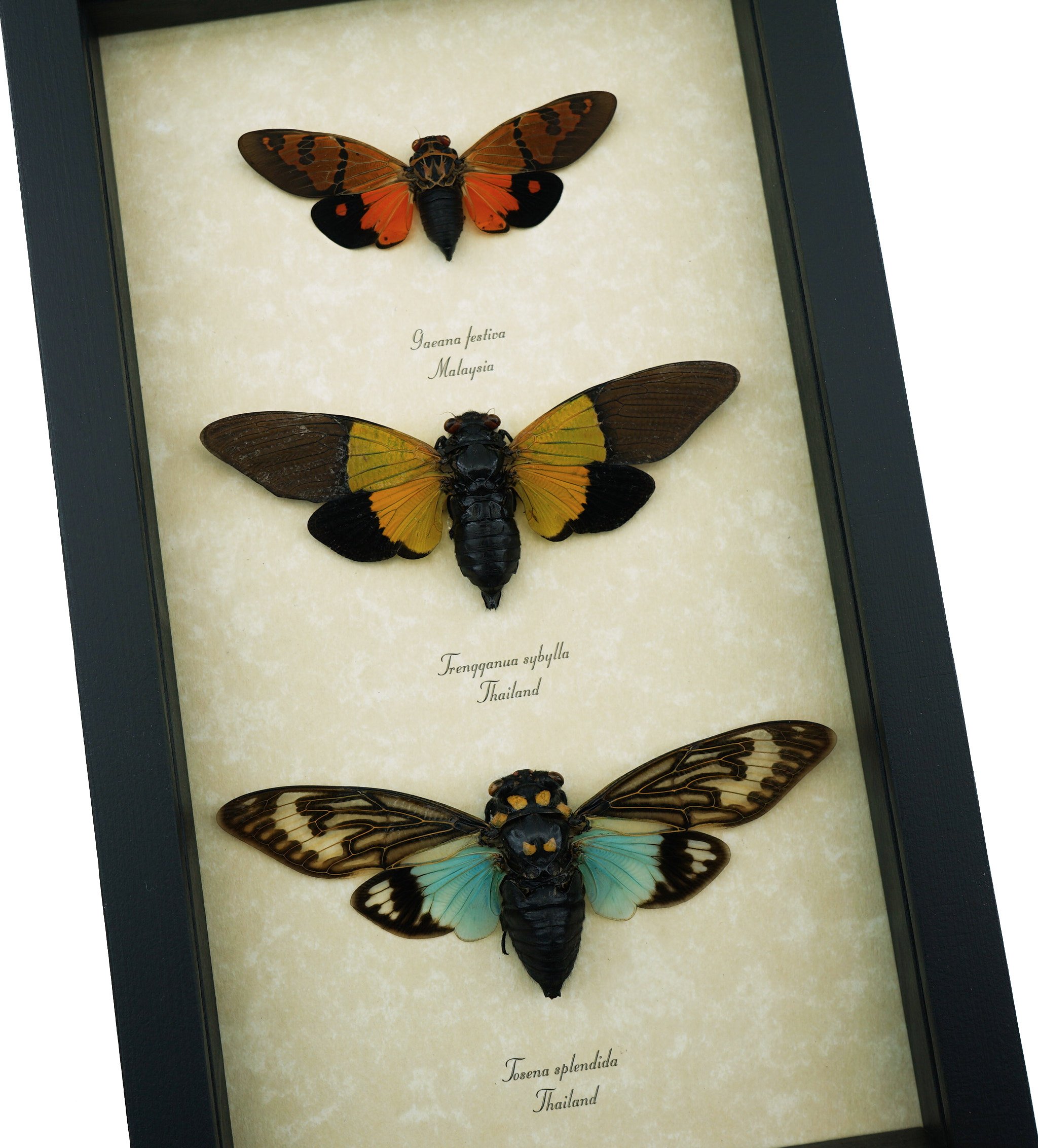 Cicada Collection Colorful Orange Blue Green Cicadas