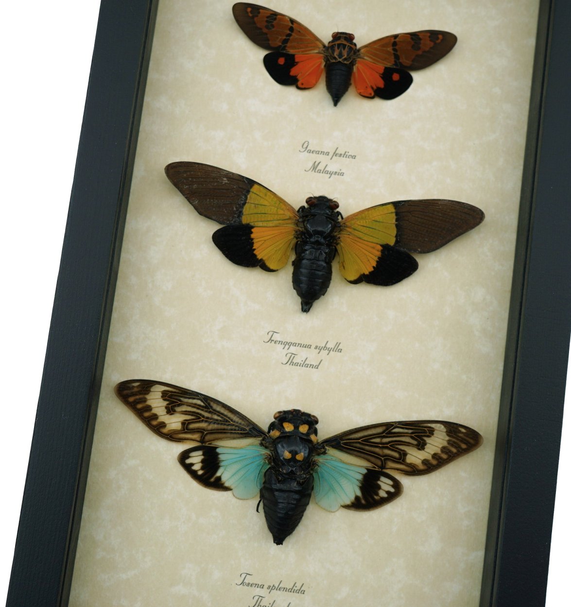 Cicada Collection Colorful Orange Blue Green Cicadas