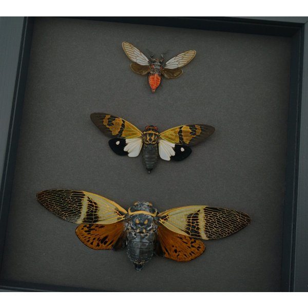 Cicada Trio Collection Framed Insect - Taxidermy Moonlight Display
