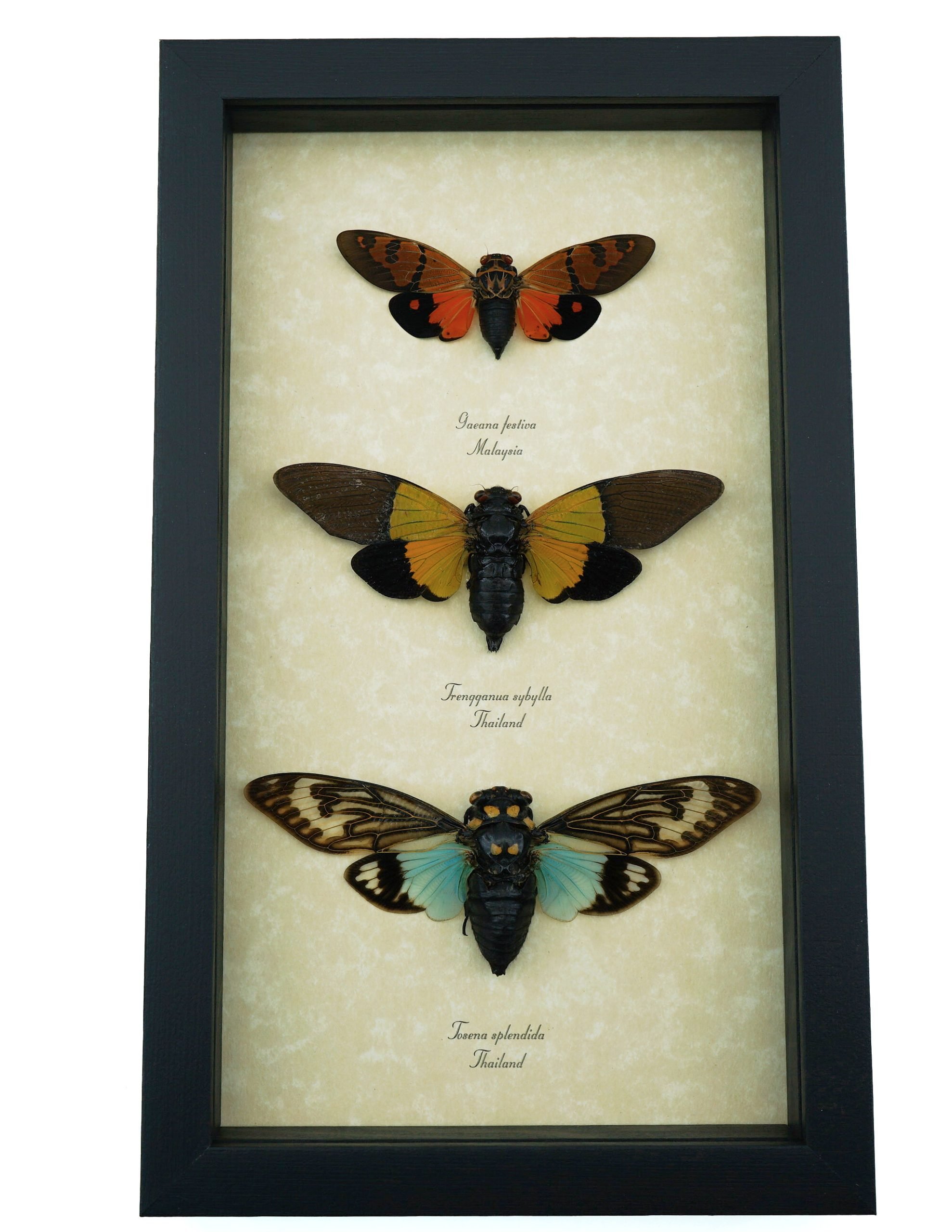 Cicada Collection Colorful Orange Blue Green Cicadas