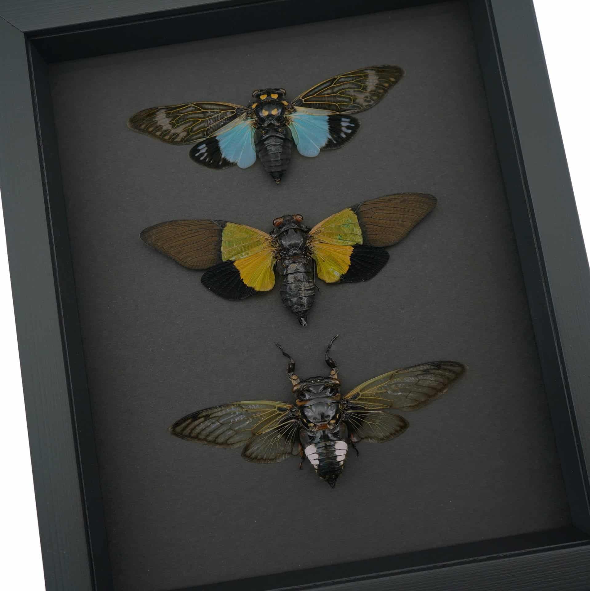Cicada Collection Blue Green - Clear Winged Real Framed Insect