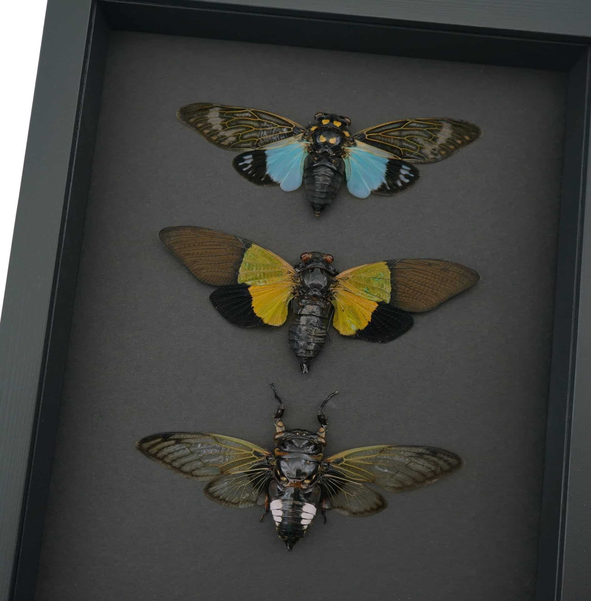 Cicada Collection Blue Green - Clear Winged Real Framed Insect