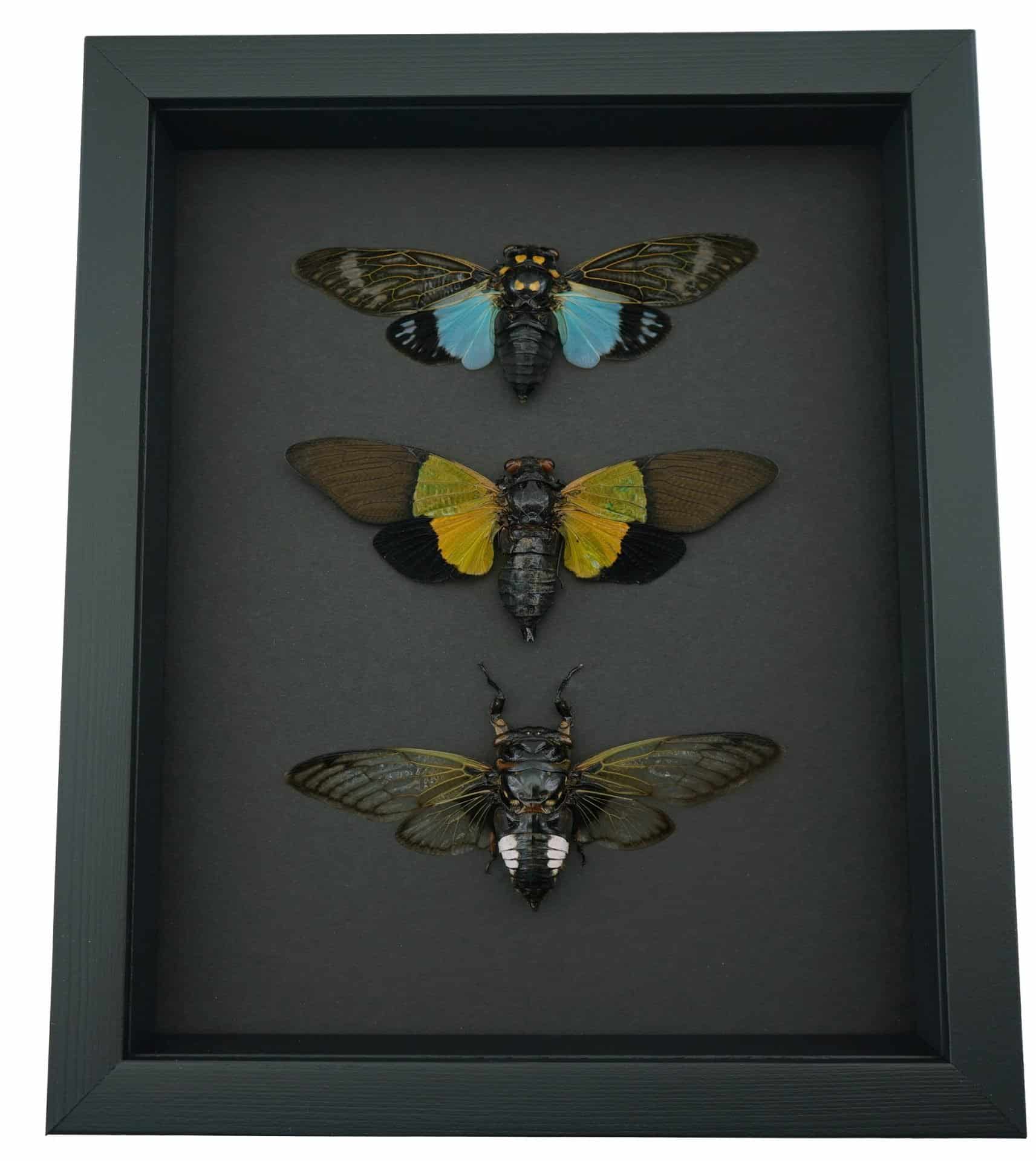 Cicada Collection Blue Green - Clear Winged Real Framed Insect