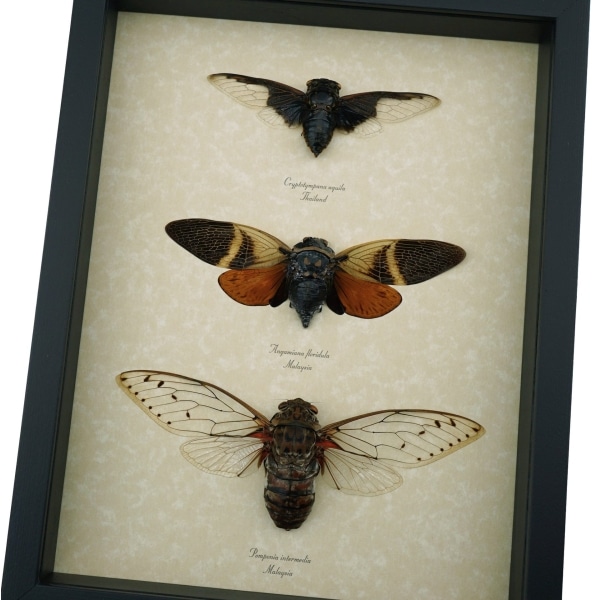 Giant Cicada Collection Real Framed - Insect Taxidermy Display