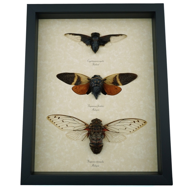 Giant Cicada Collection Real Framed - Insect Taxidermy Display