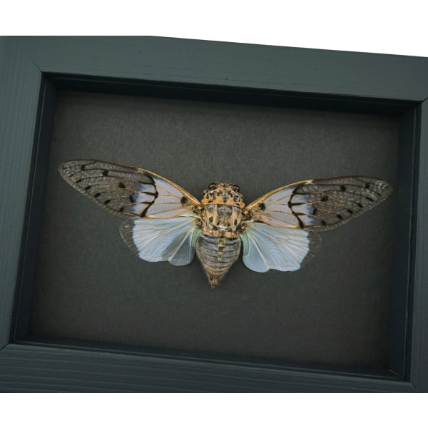 Milky White Ghost Cicada Ayuthia spectabilis - Framed Taxidermy