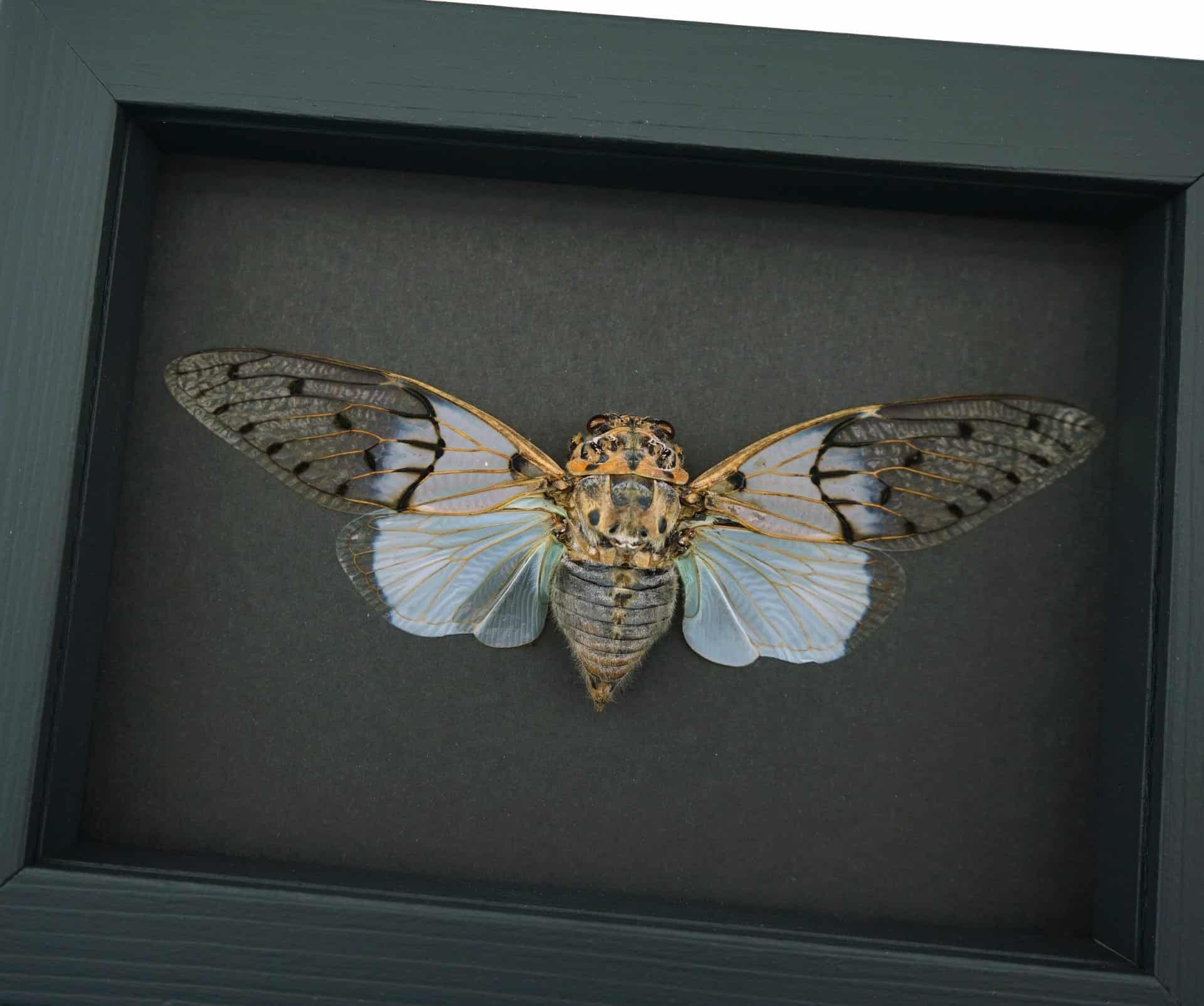 Milky White Ghost Cicada Ayuthia spectabilis - Framed Taxidermy