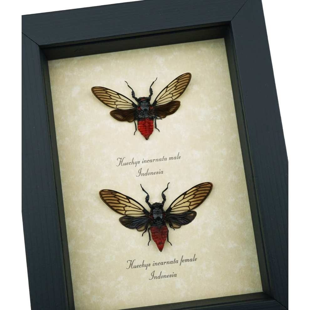 Huechys incarnata Pair Red Devil Cicadas - Framed Insect