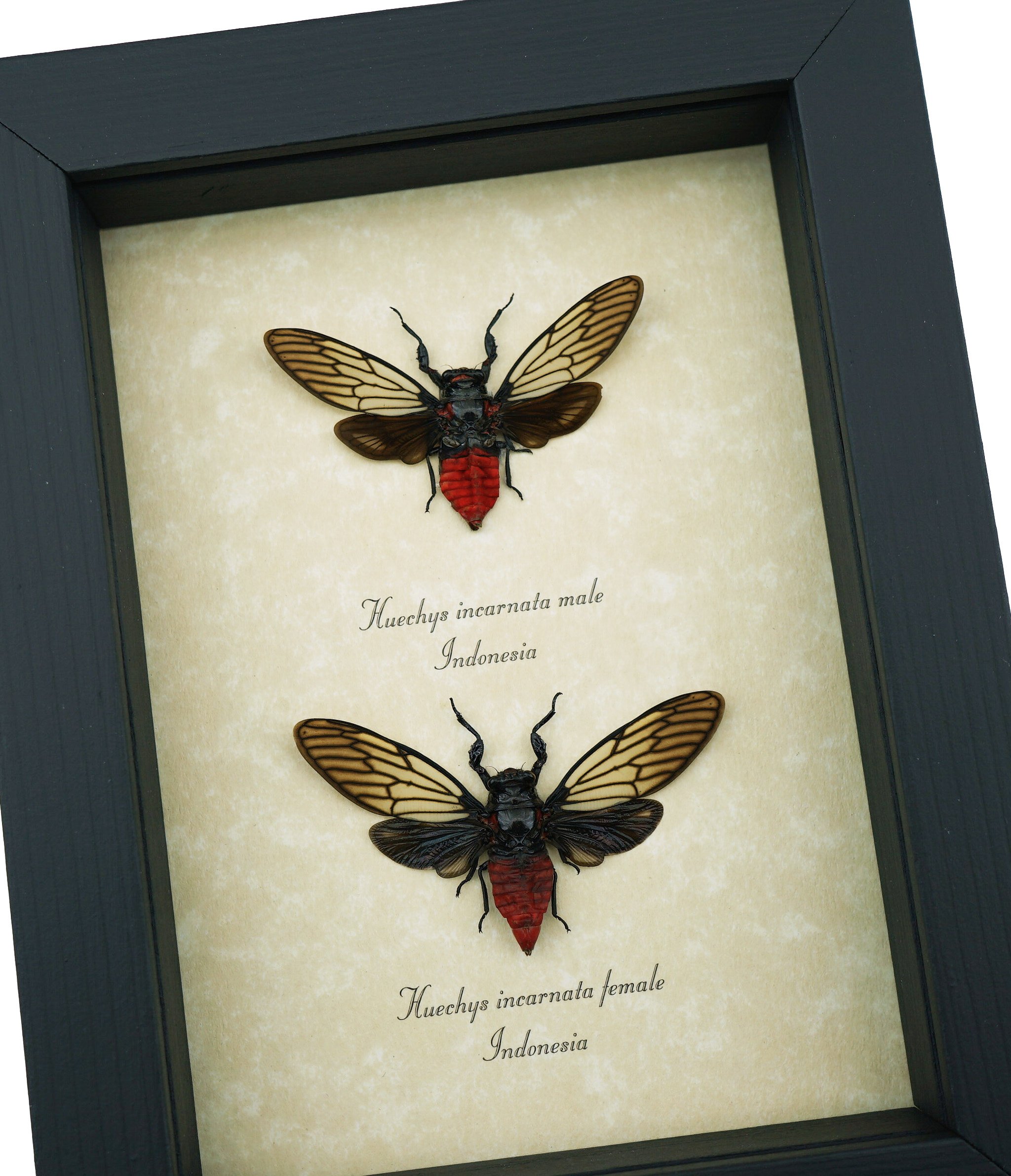 Huechys incarnata Pair Red Devil Cicadas - Framed Insect