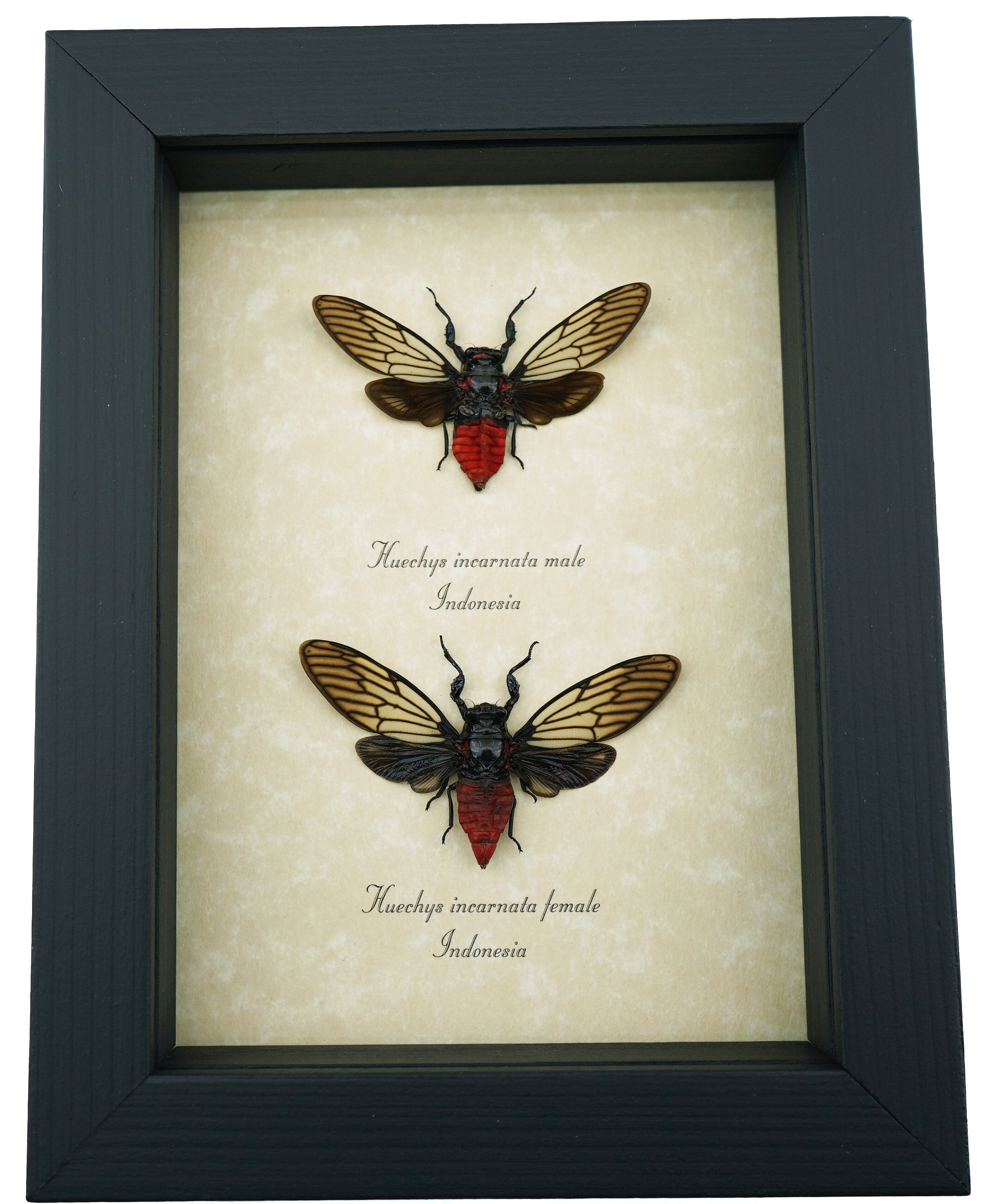 Huechys incarnata Pair Red Devil Cicadas - Framed Insect