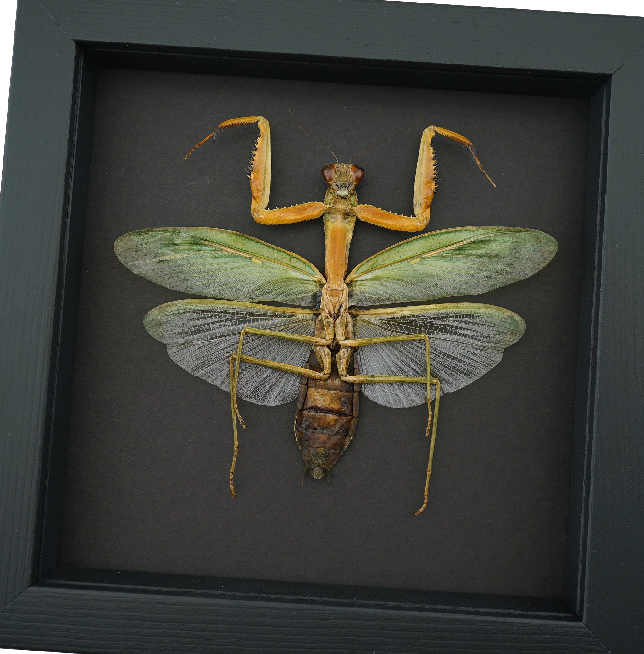 Tenodera sinensis Mottled Praying Mantis - Framed Insect