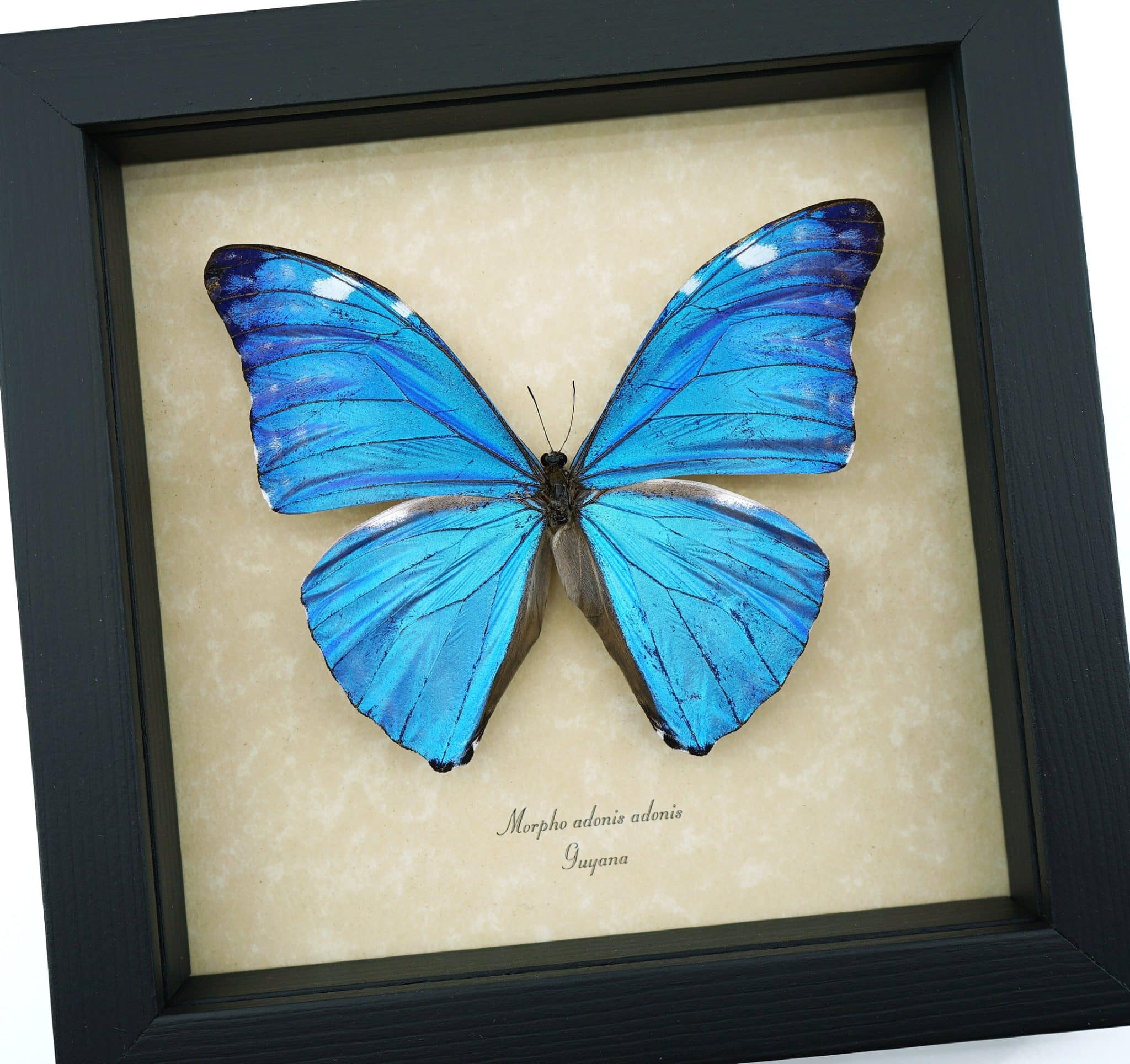 Morpho adonis - Blue Morpho Butterfly - Real Framed Butterfly