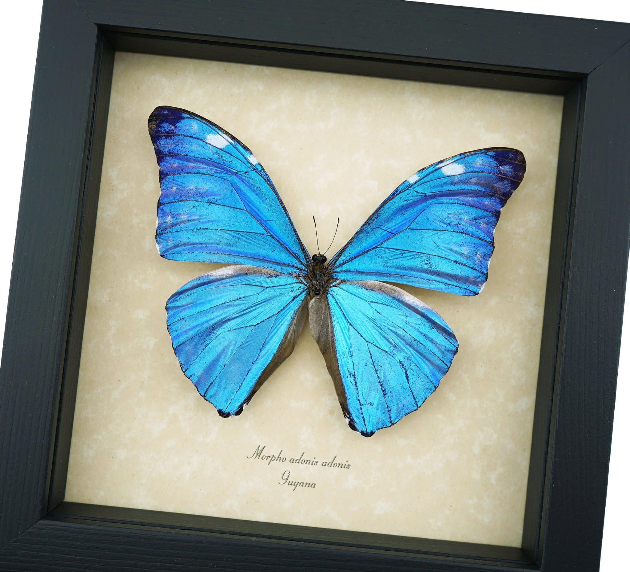 Morpho adonis - Blue Morpho Butterfly - Real Framed Butterfly