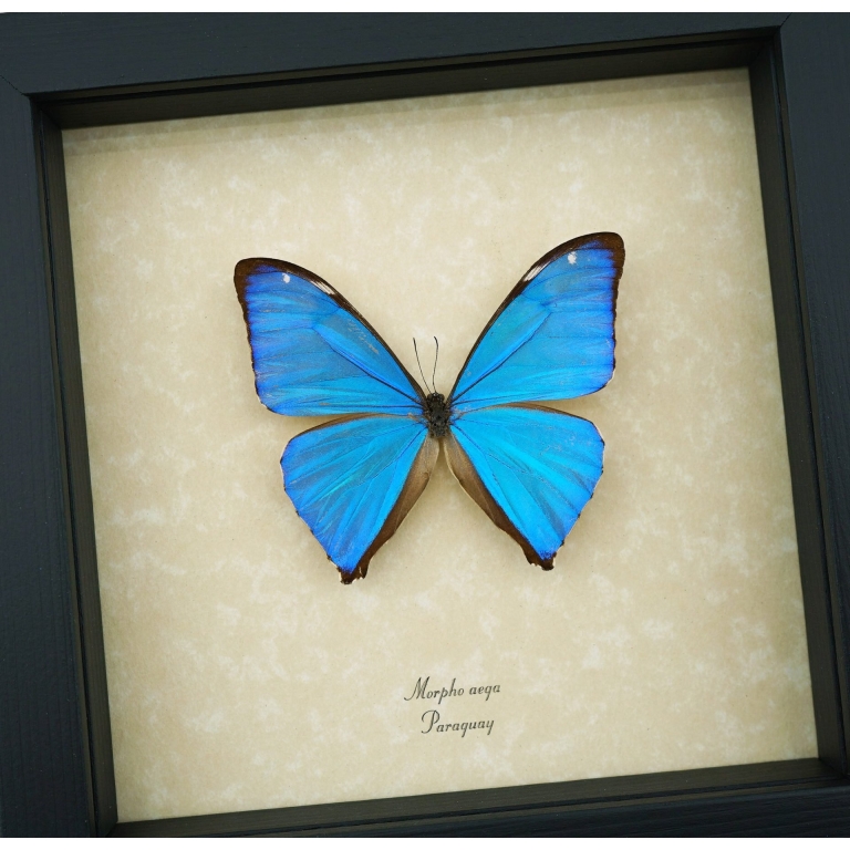 Morpho Aega Blue Morpho Butterfly - Framed Taxidermy Display