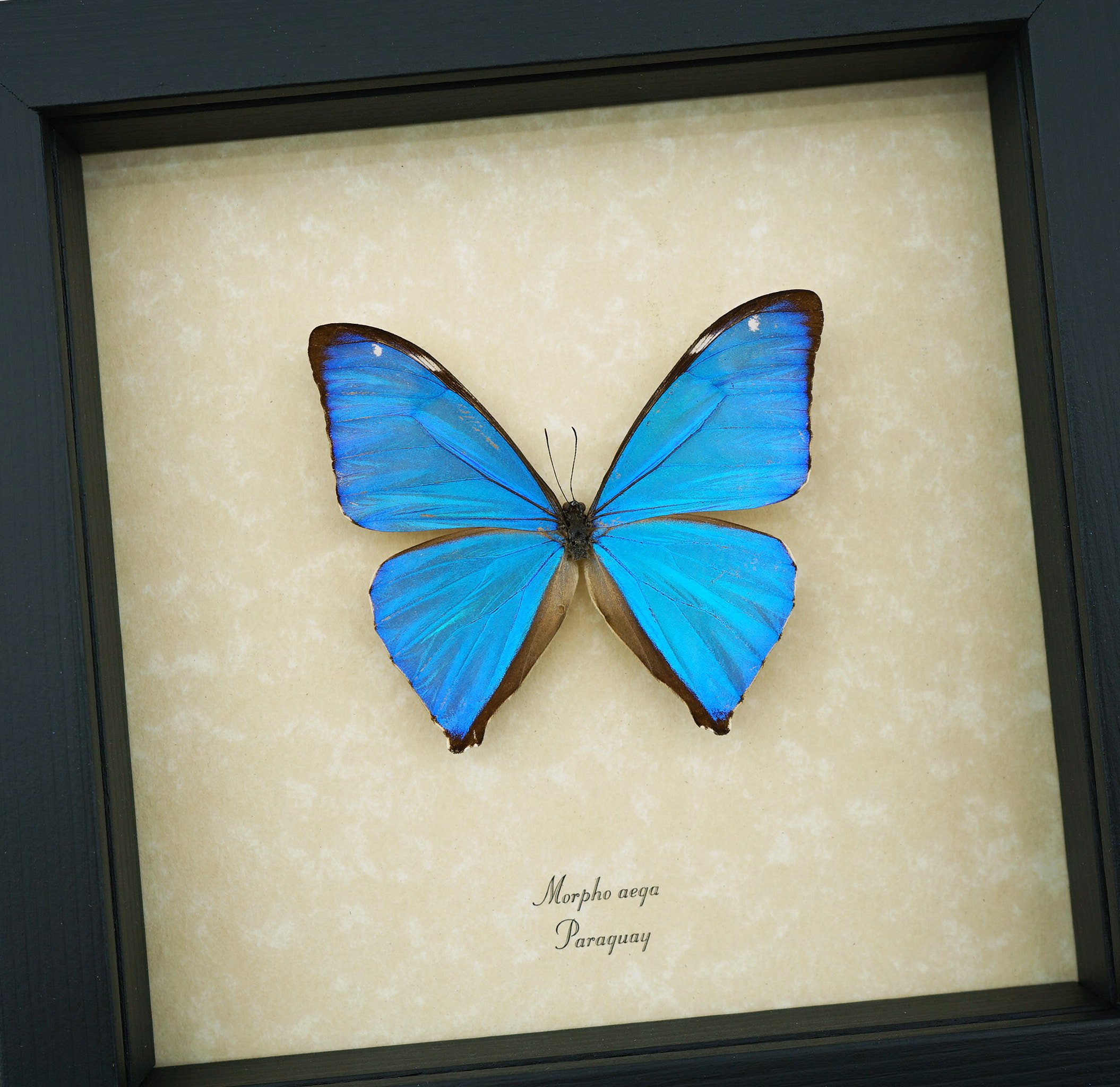 Morpho Aega Blue Morpho - Framed Butterfly
