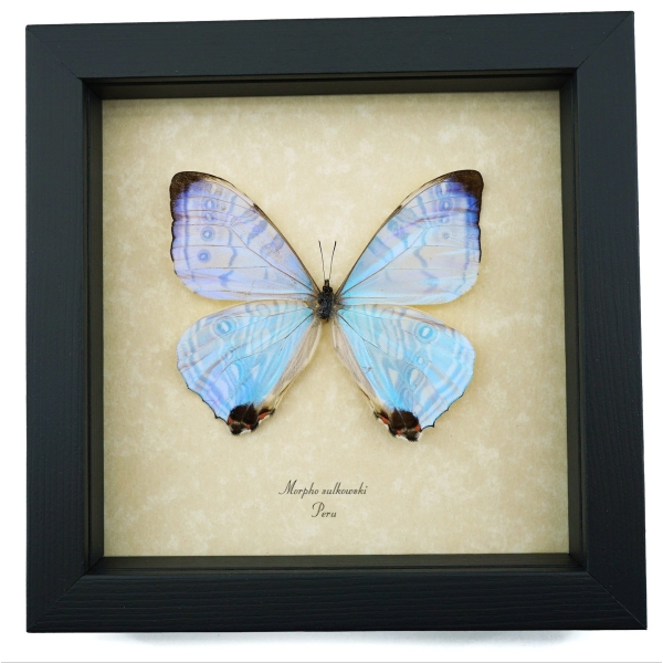 Mother Of Pearl Butterfly Morpho sulkowski - Framed Taxidermy