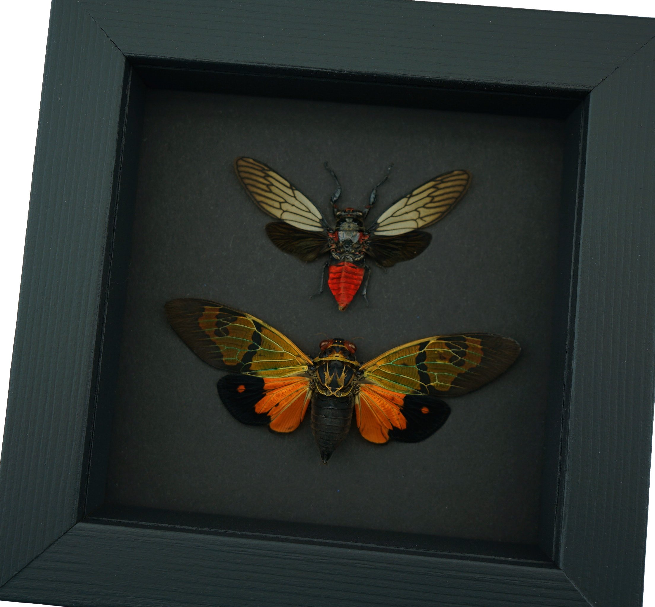 Orange Red Devil Cicada Set - Framed Insect Taxidermy Moonlight