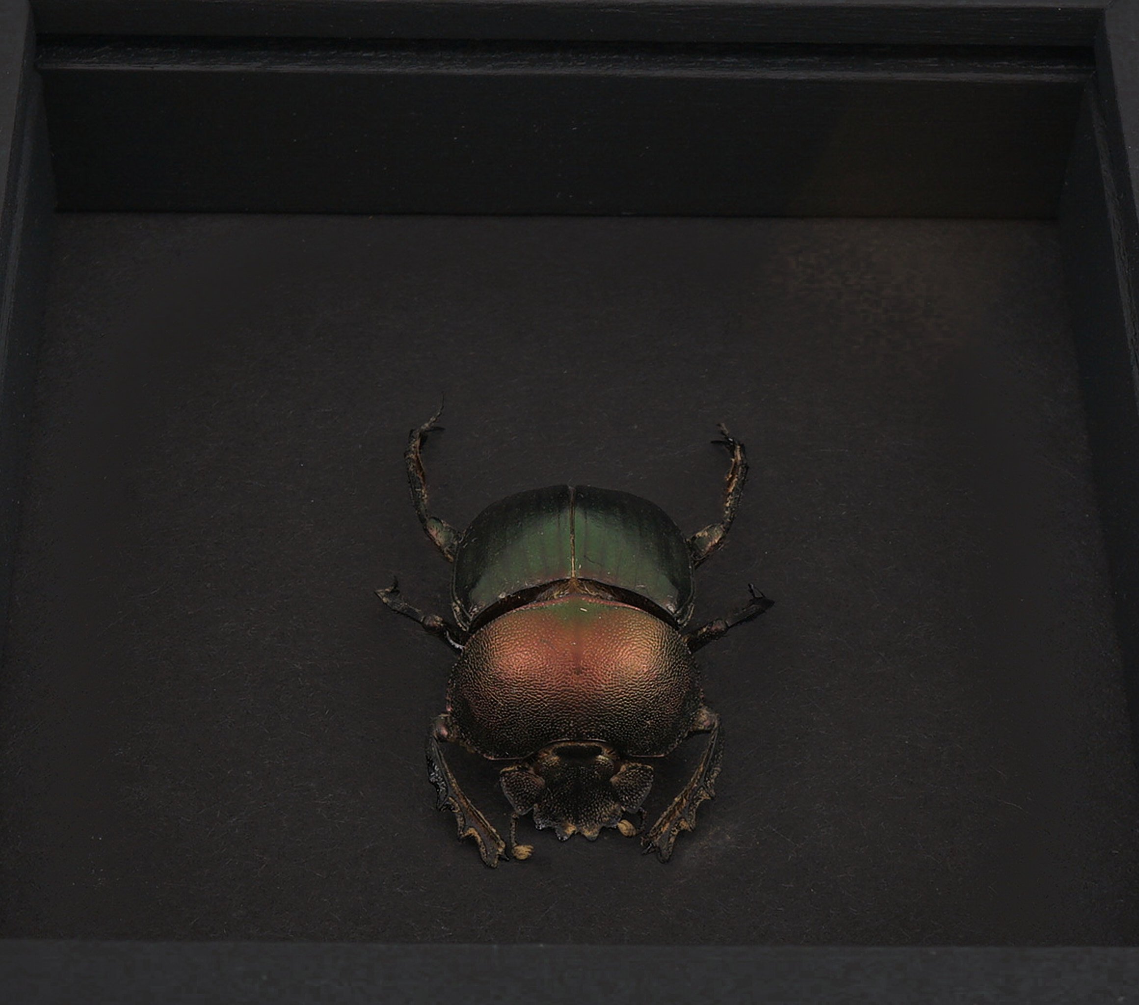 Sacred Egyptian Beetle: Sacred Scarab Beetle – EVMJI
