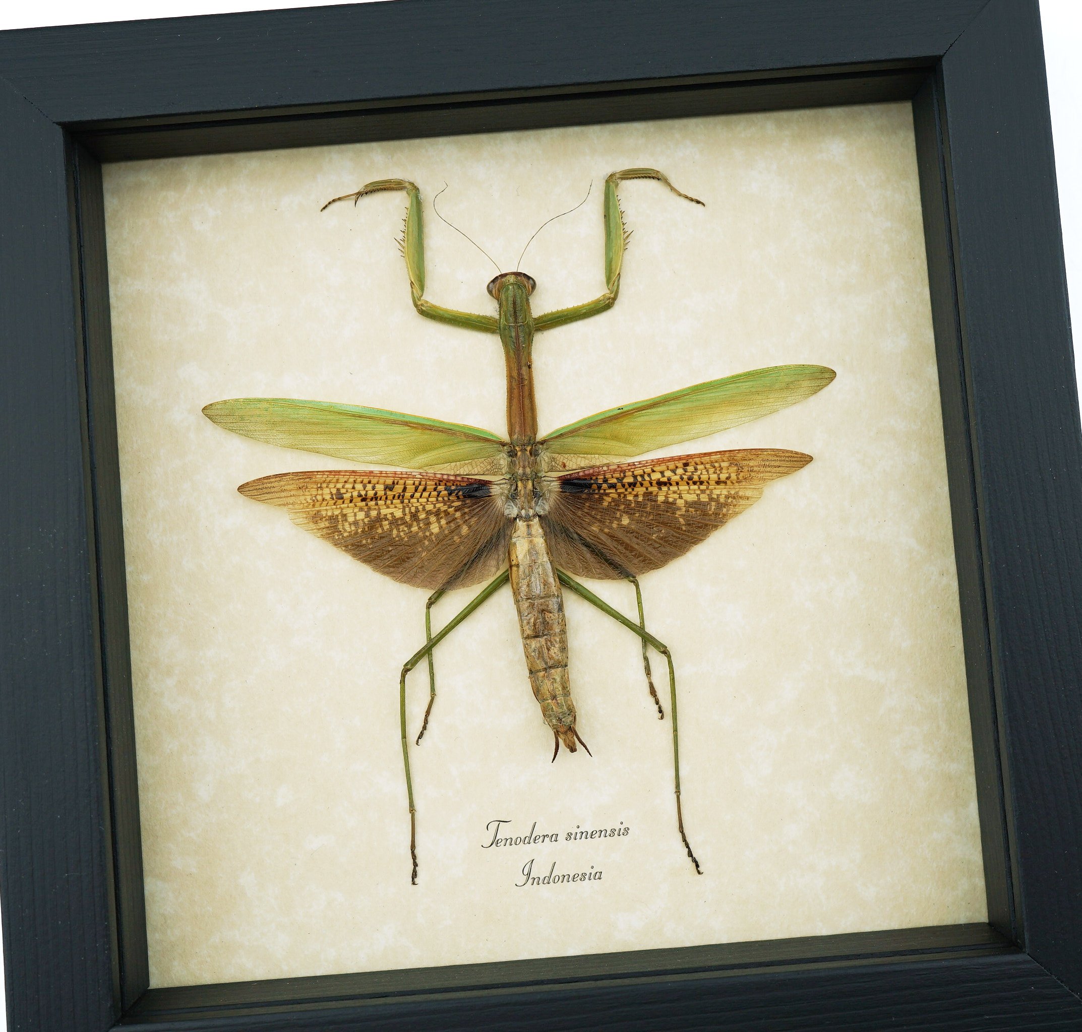Tenodera sinensis Mottled Praying Mantis - Framed Insect