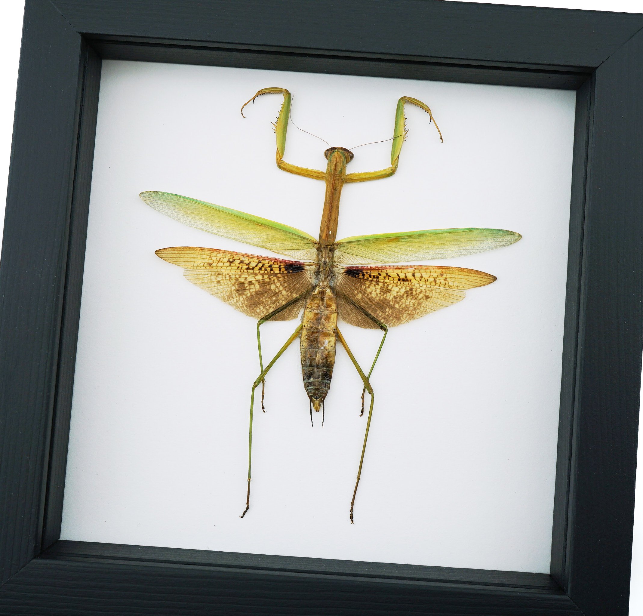 Tenodera sinensis Mottled Praying Mantis - Framed Insect