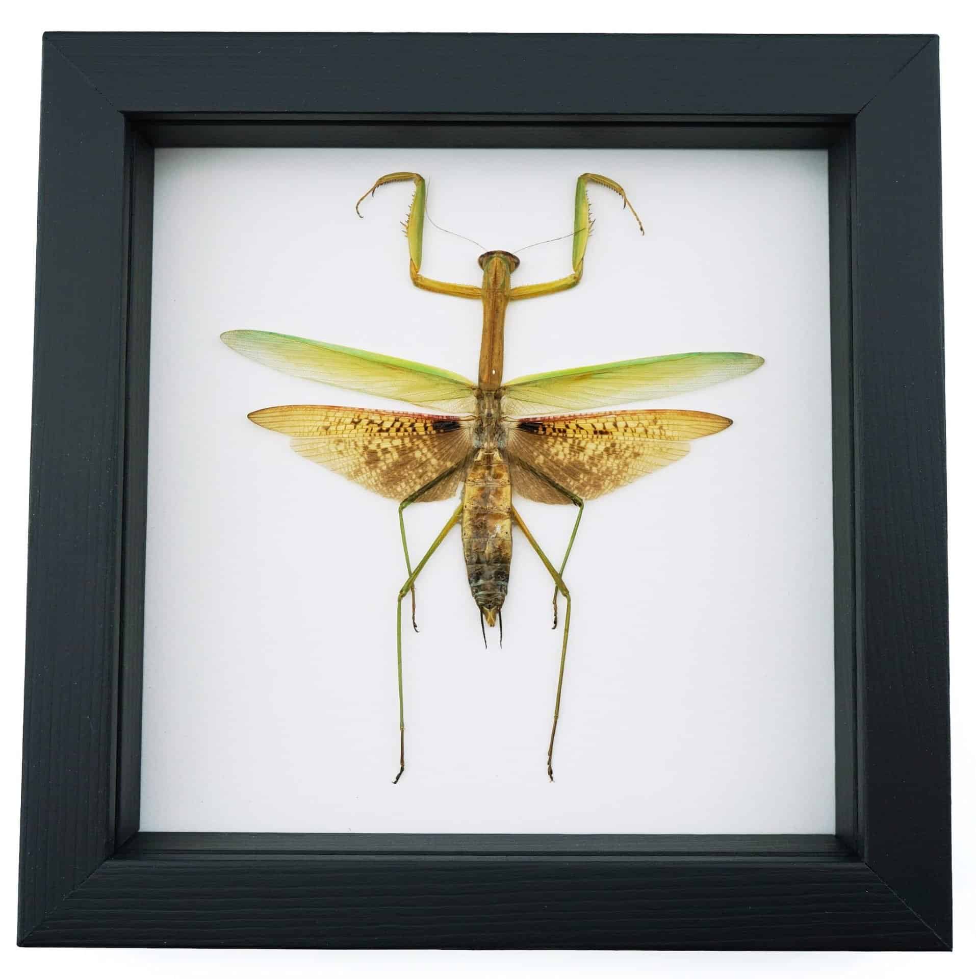 Tenodera sinensis Mottled Praying Mantis - Framed Insect