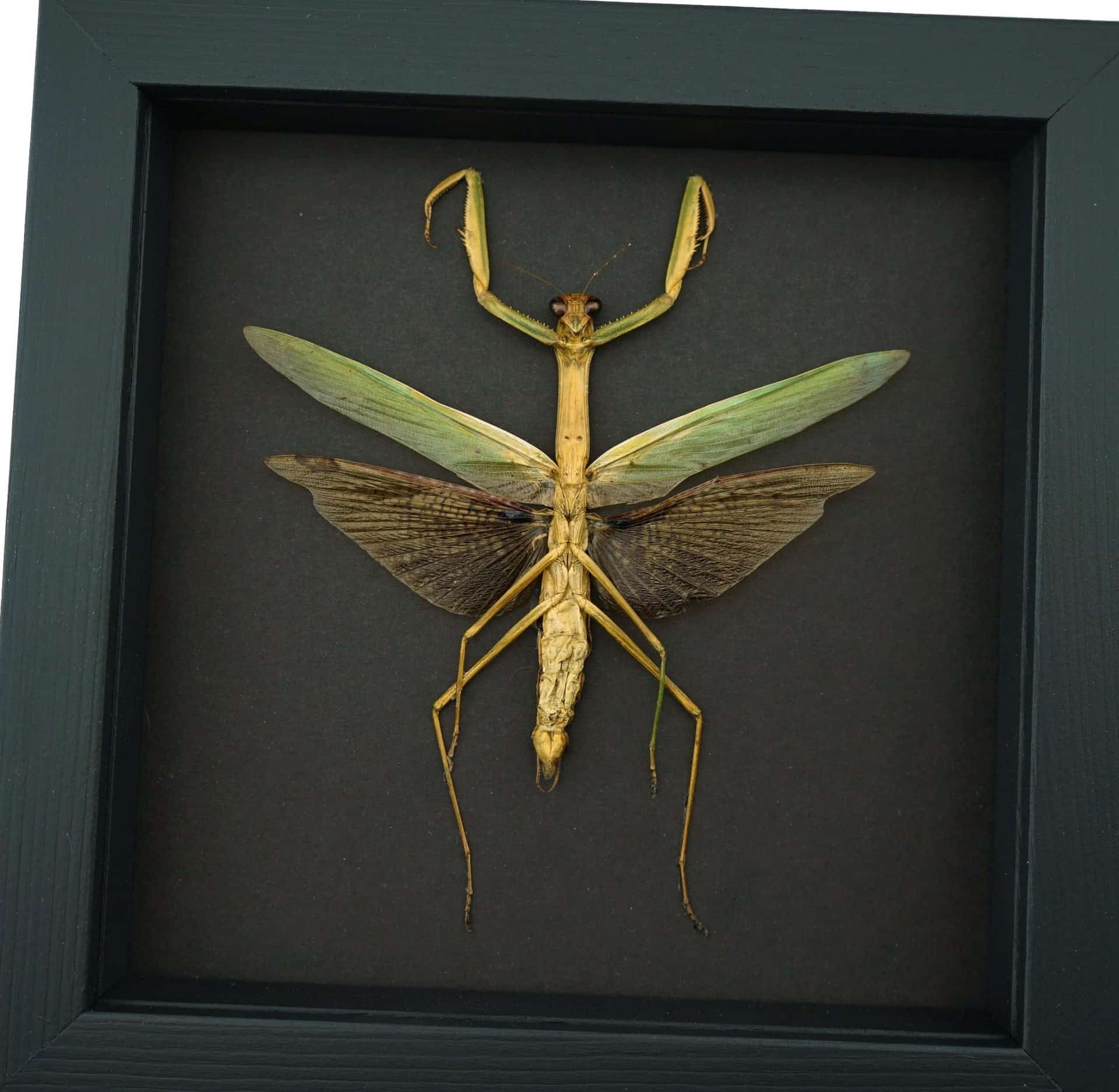 Tenodera sinensis Mottled Praying Mantis - Framed Insect
