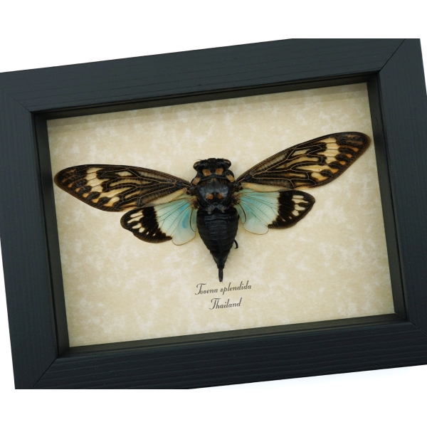 Blue Cicada Tosena splendida - Framed Taxidermy Insect Display