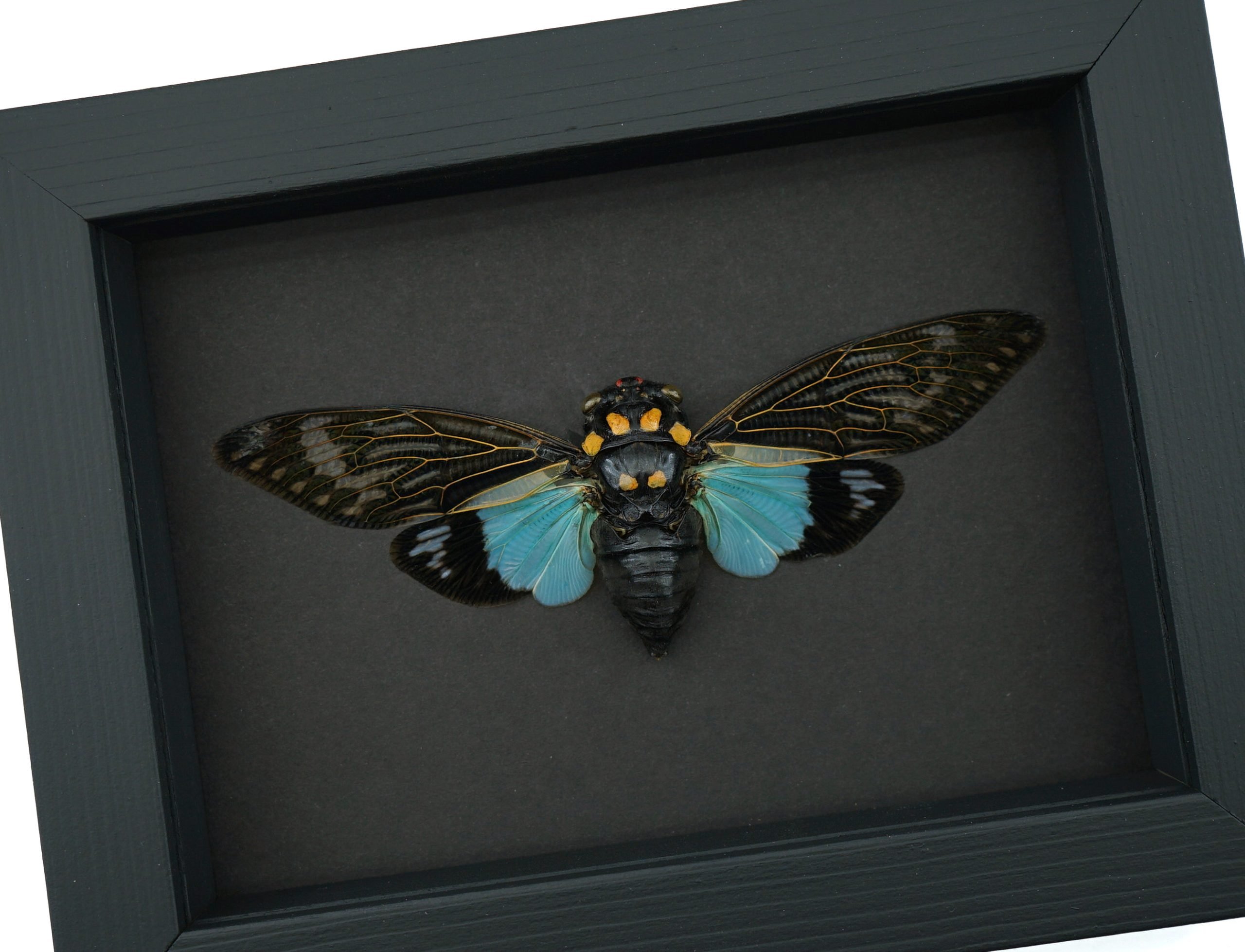 Tosena splendida Blue Cicada - Framed Taxidermy Moonlight