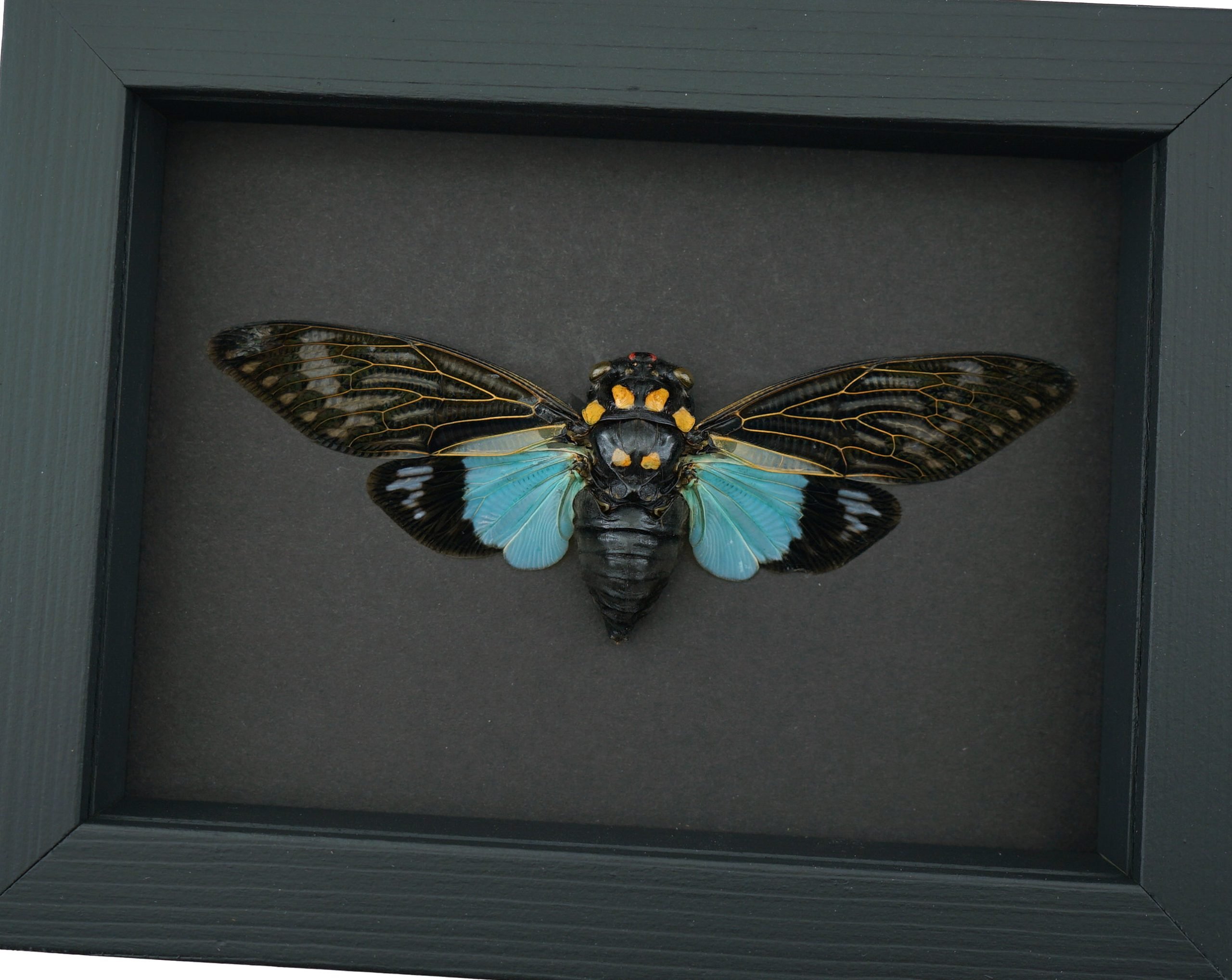 Tosena splendida Blue Cicada - Framed Taxidermy Moonlight