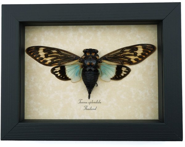 Blue Cicada Tosena splendida - Framed Taxidermy Insect Display
