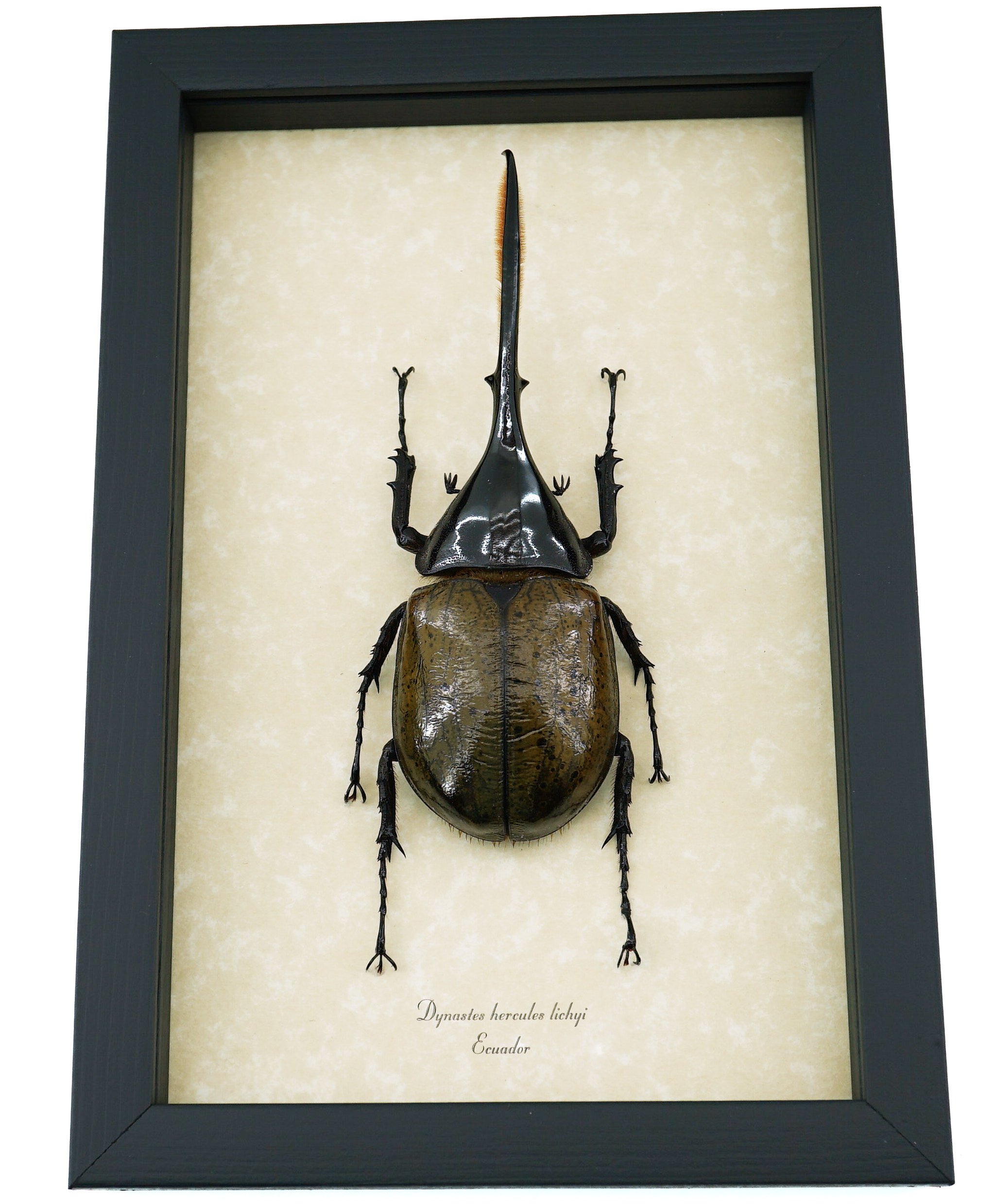 Giant Hercules Beetle Dynastes hercules septentrionalis 115mm