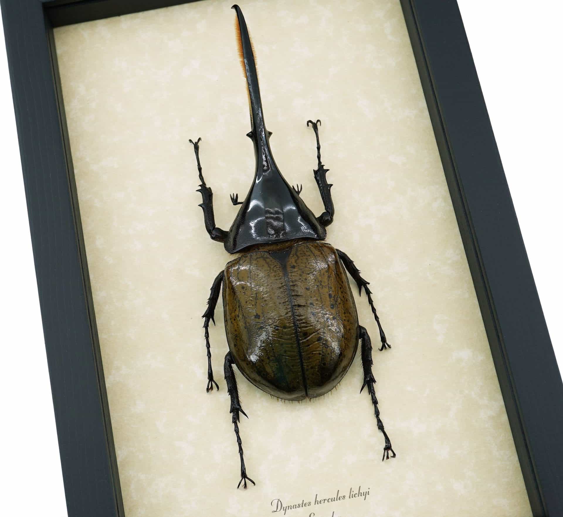 Giant Hercules Beetle - Dynastes hercules septentrionalis 115mm