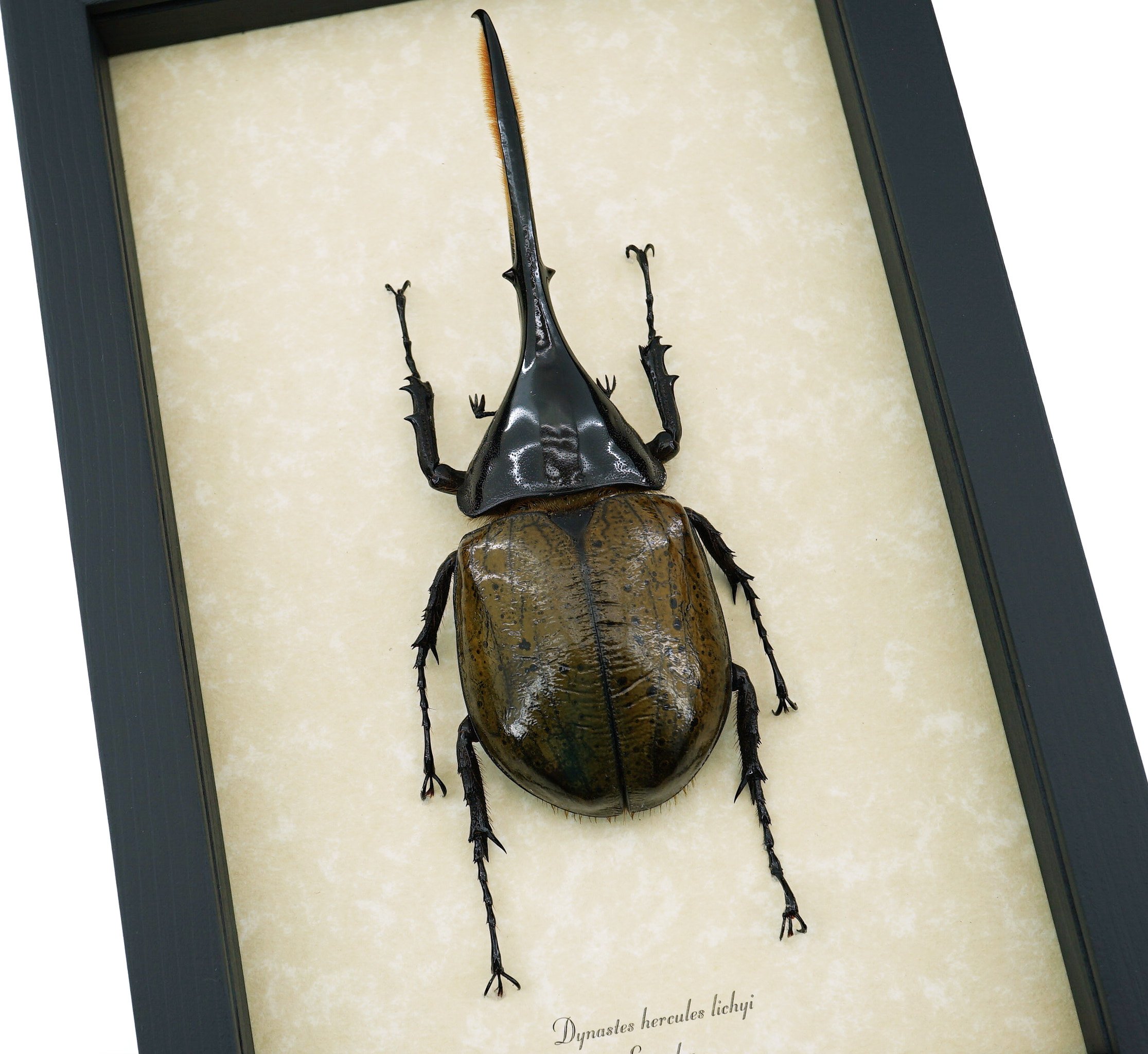 Giant Hercules Beetle Dynastes hercules septentrionalis 115mm