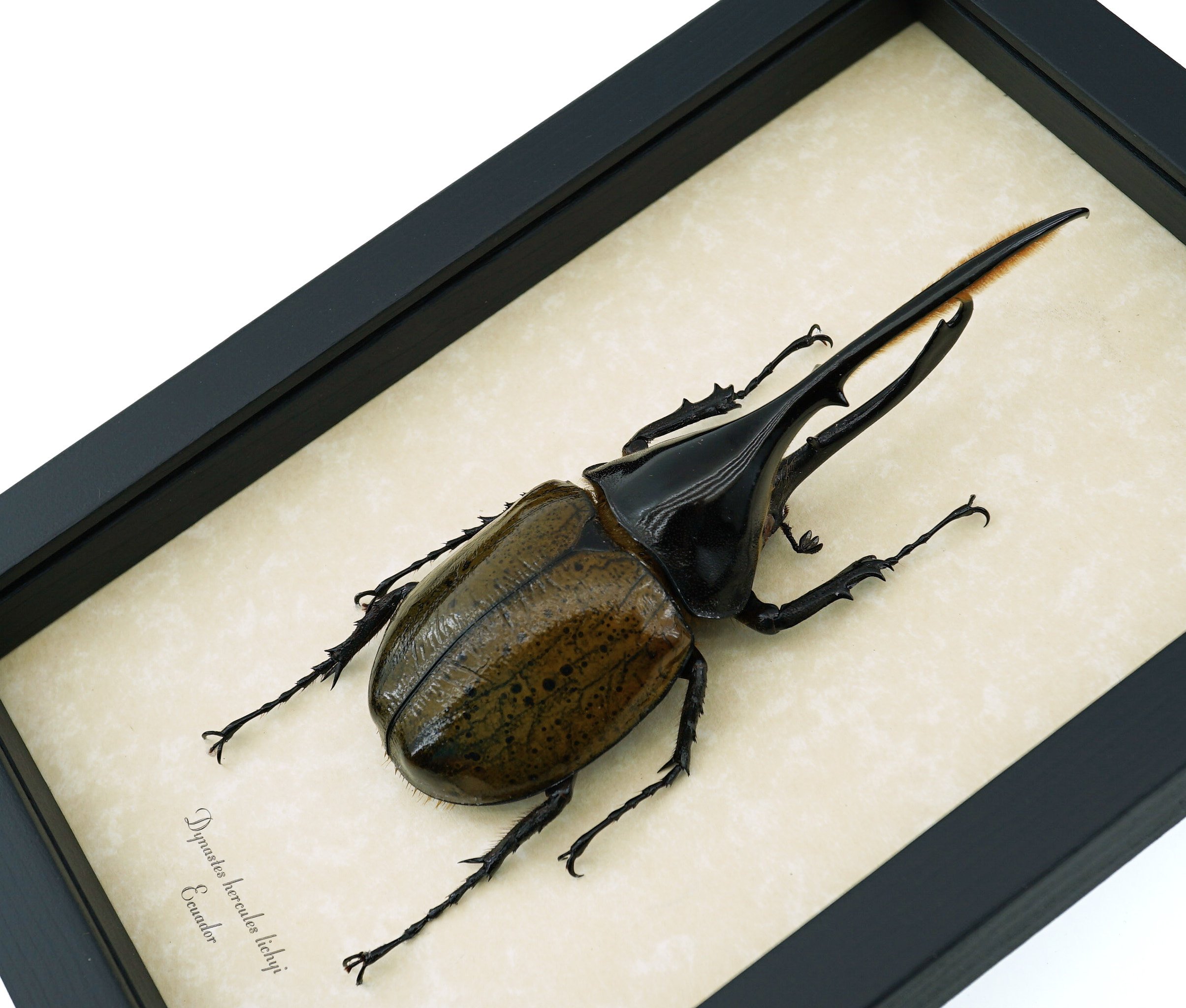Giant Hercules Beetle Dynastes hercules septentrionalis 115mm