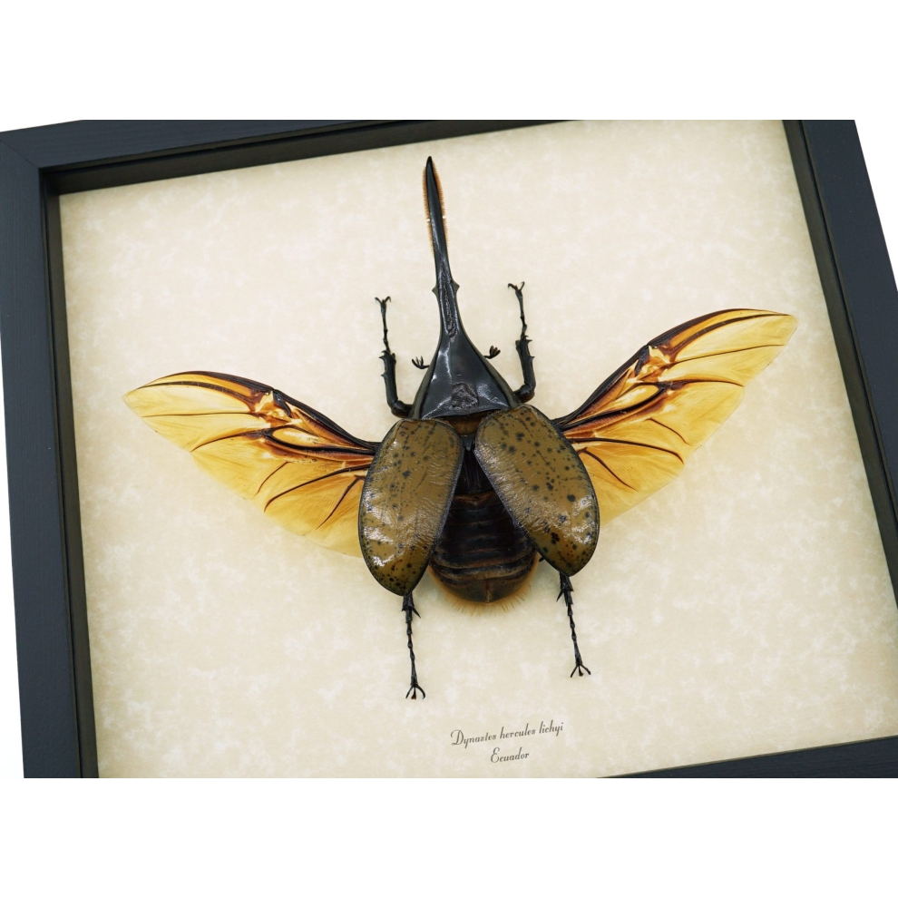 Giant Hercules Beetle Flying Dynastes hercules lichyi 138mm