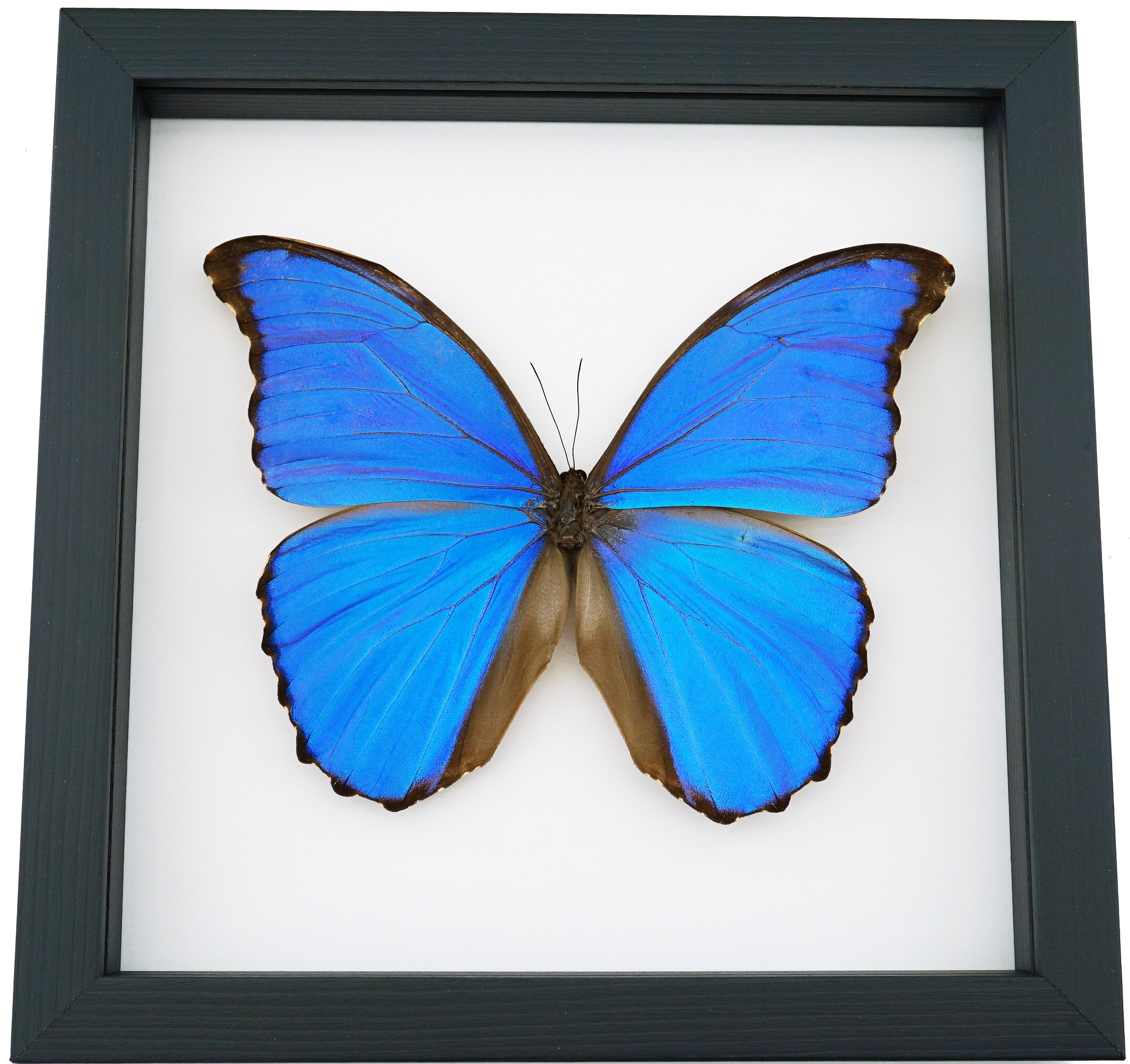 Framed Blue Morpho Butterfly Morpho menelaus alexandrovna