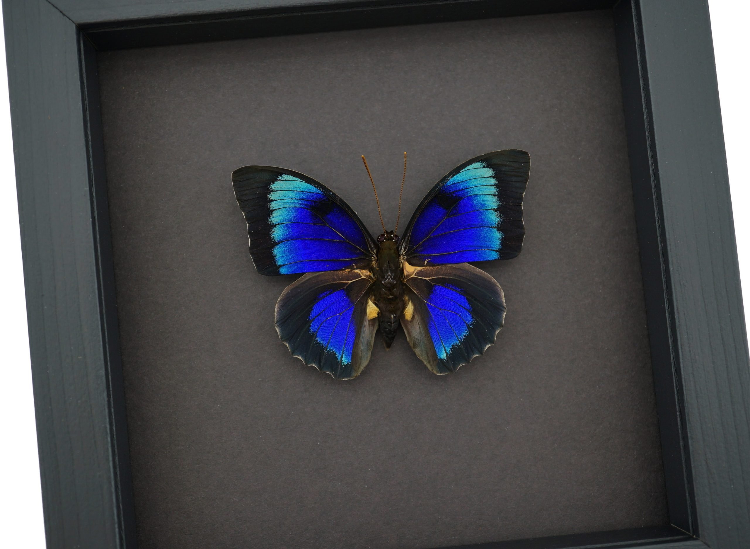 Rare Electric Blue Hybrid Butterfly Agrias - beatifica lachaumei