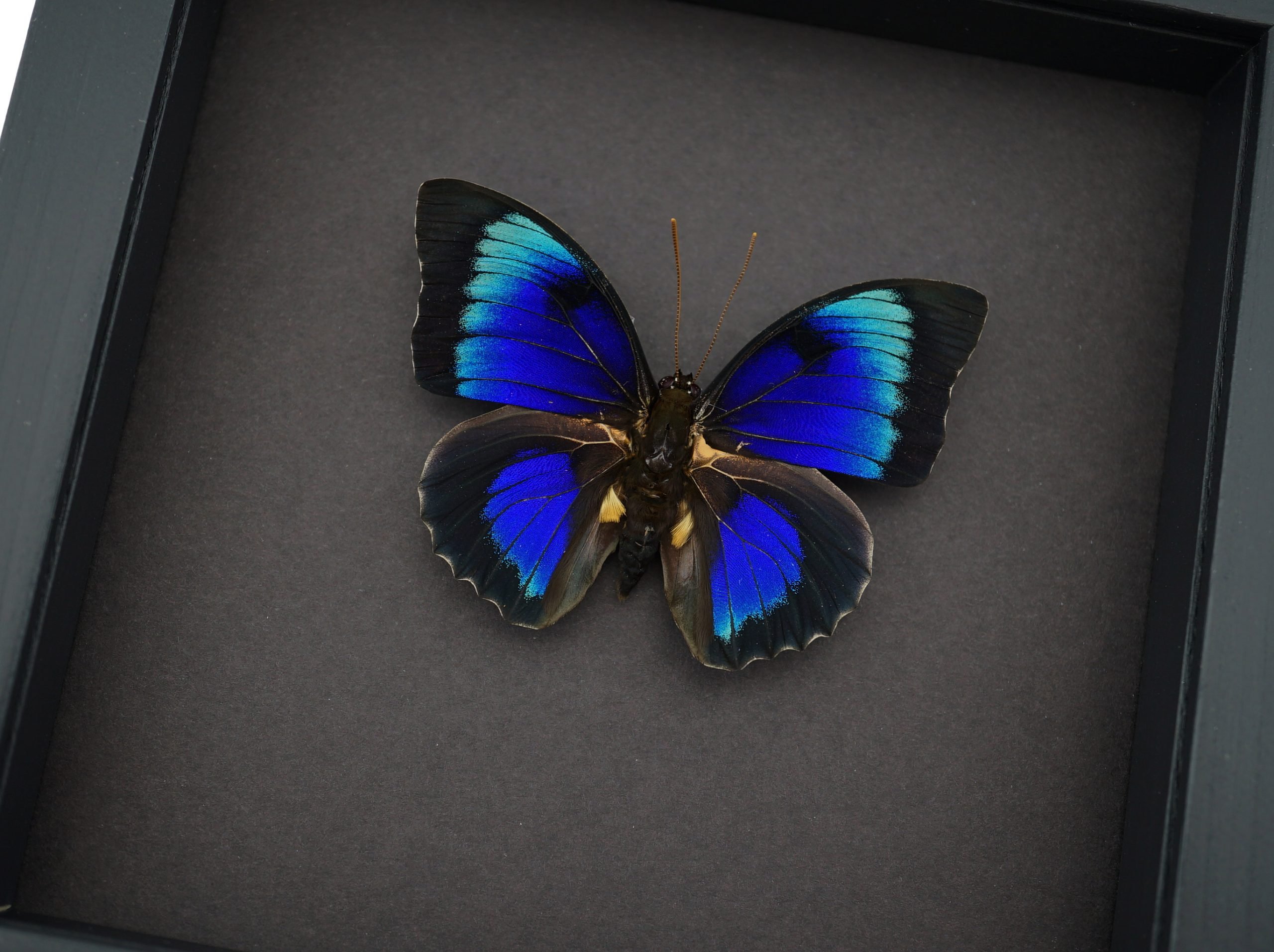 Rare Electric Blue Hybrid Butterfly Agrias - beatifica lachaumei