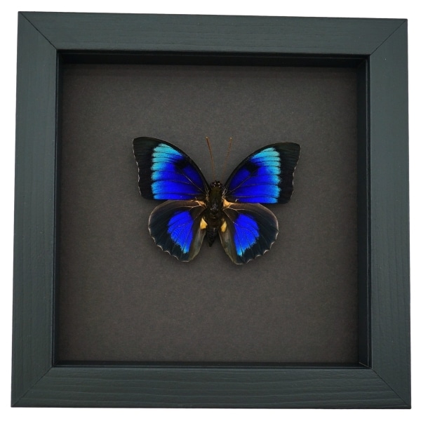 Rare Electric Blue Hybrid Butterfly Agrias - beatifica lachaumei