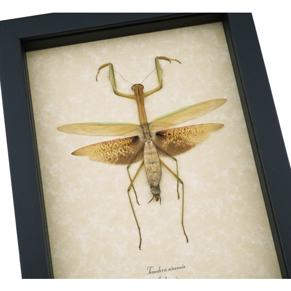 Tenodera sinensis Large Mottled Praying Mantis - Framed Insect