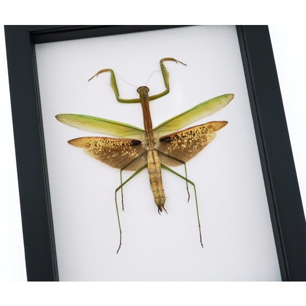 Tenodera sinensis Large Mottled Praying Mantis - Framed Insect